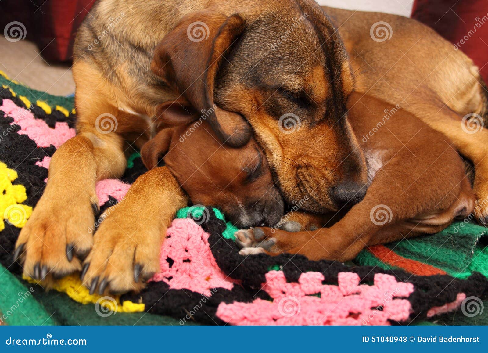 Due Cani Che Dormono Su Una Coperta Fotografia Stock - Immagine di ...