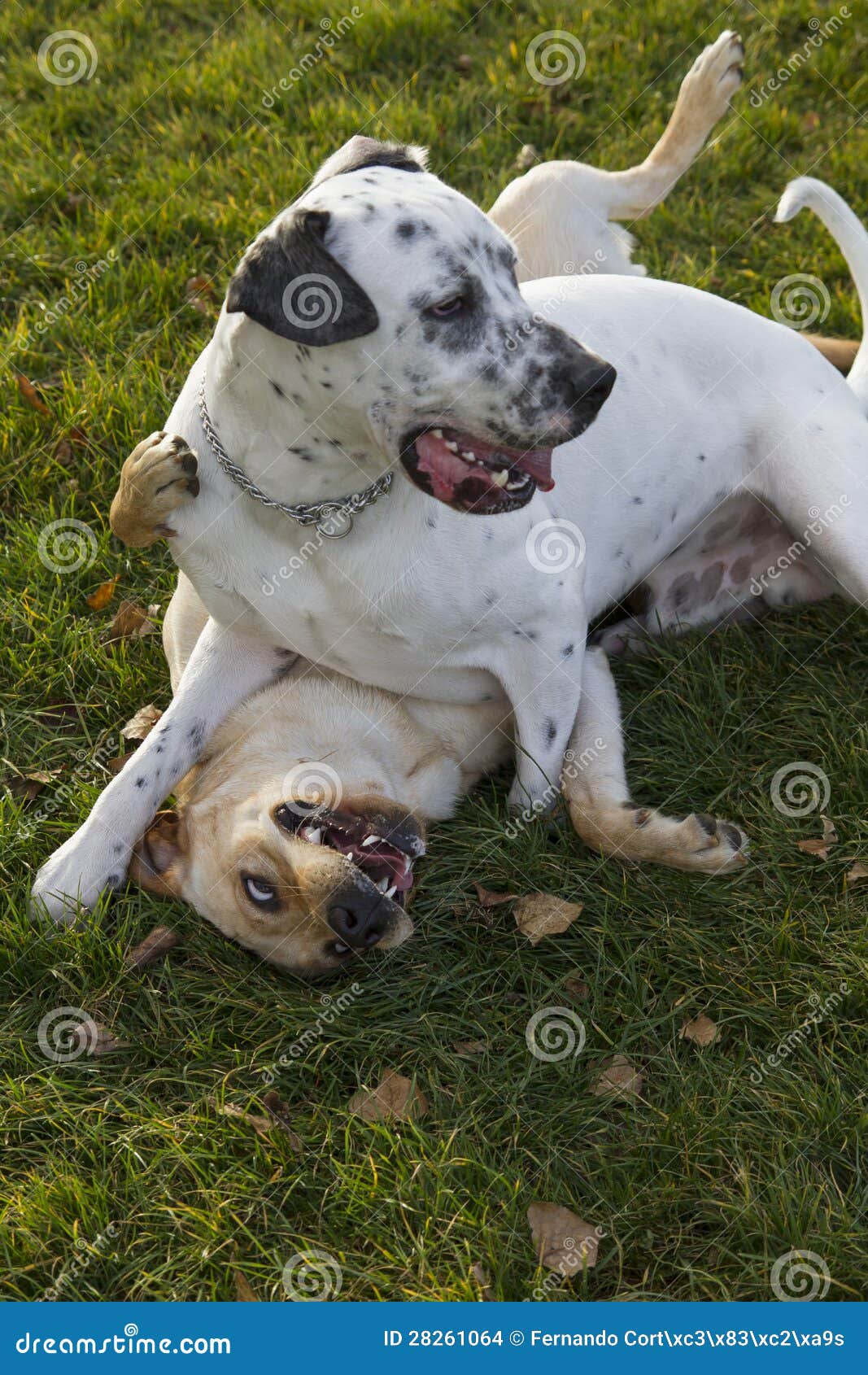 Due Cani Che Giocano Alla Sosta, a Labrador Ed a Dalmata Fotografia ...