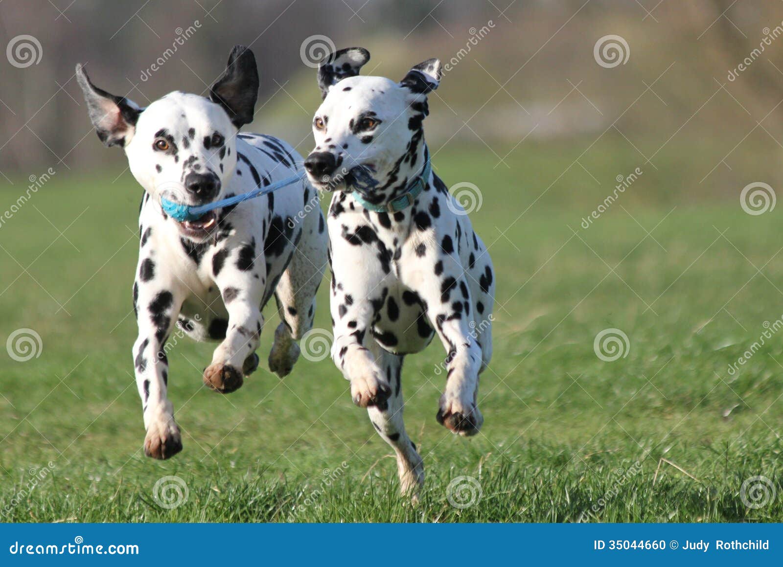 Due Cani Dalmata Che Corrono in Avanti Fotografia Stock - Immagine di ...