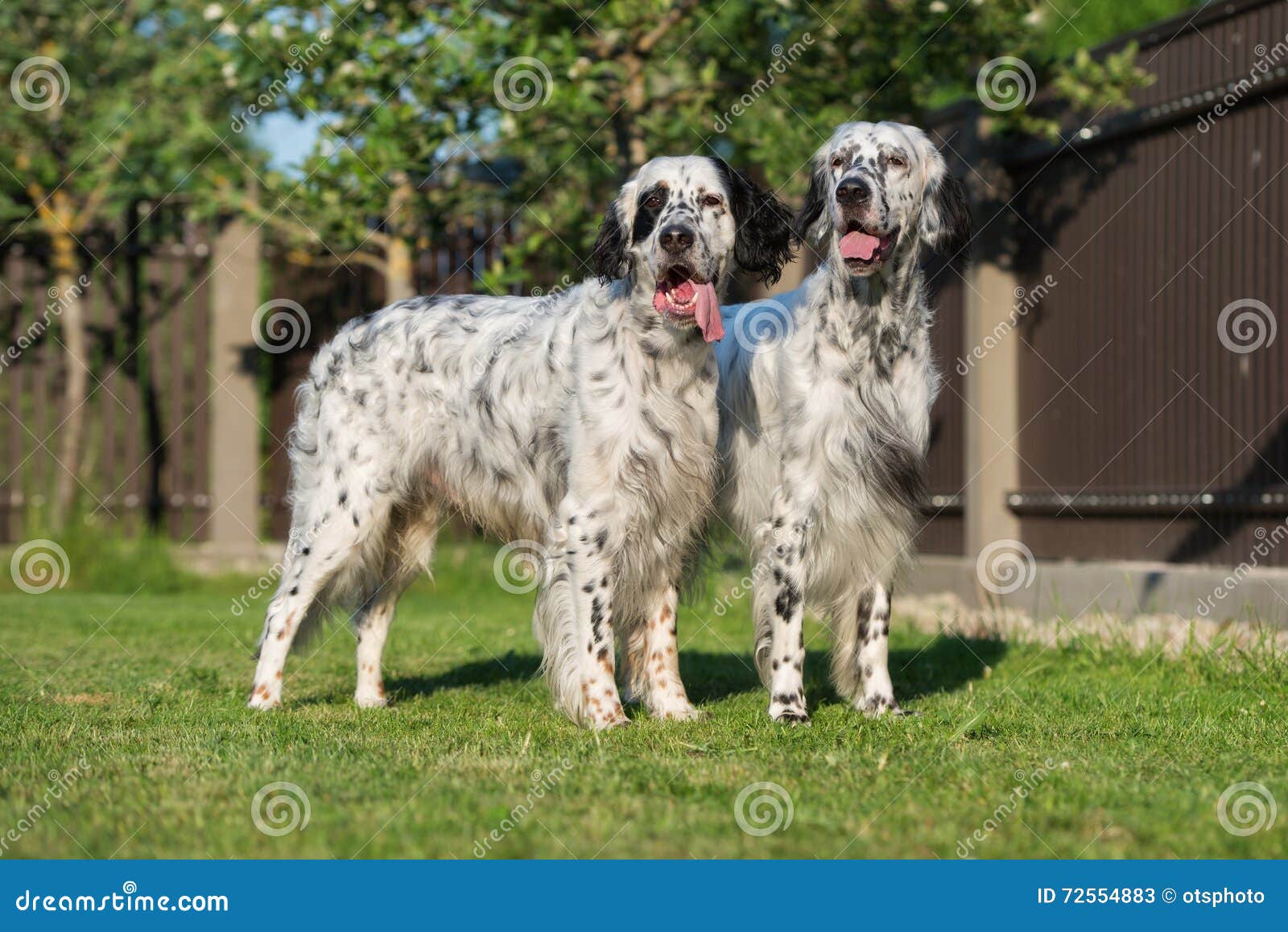 Due Cani Del Setter Inglese Che Posano All'aperto Immagine Stock ...