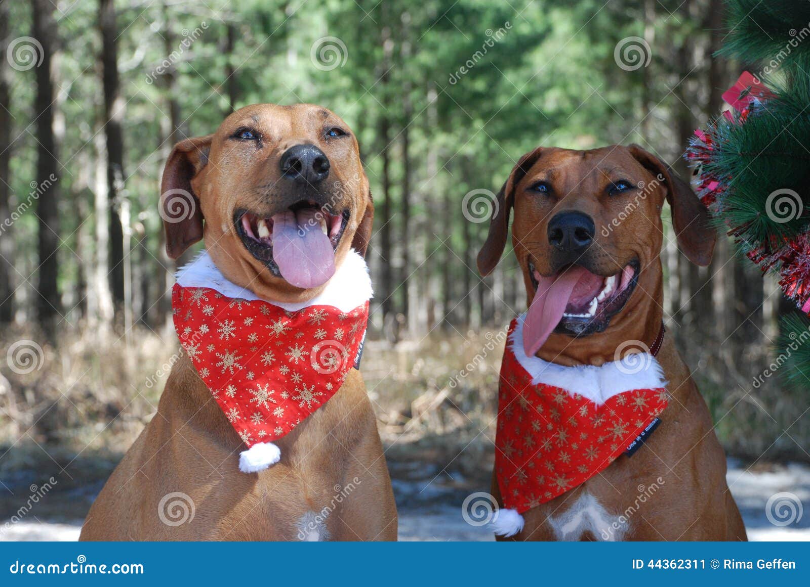 Due cani marroni di Natale immagine stock. Immagine di uscire - 44362311