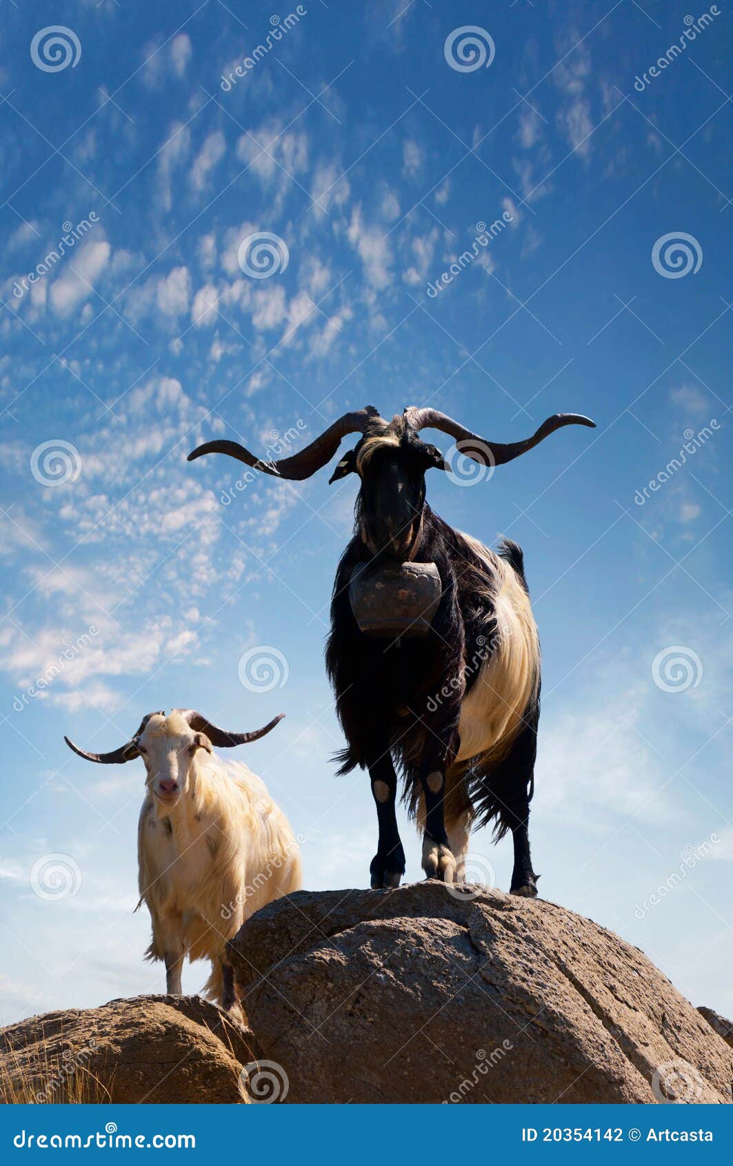 Due Capre, Aegagrus Di Aegagrus Del Capra Fotografia Stock - Immagine ...