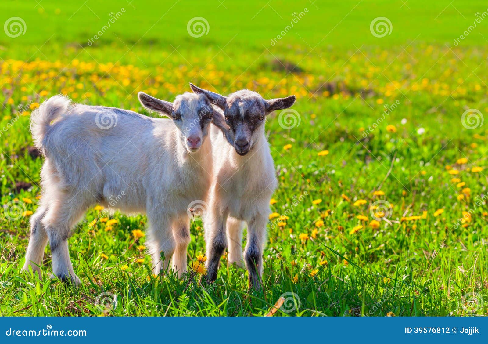 Due Capre Su Un Prato Inglese Verde Fotografia Stock - Immagine di ...