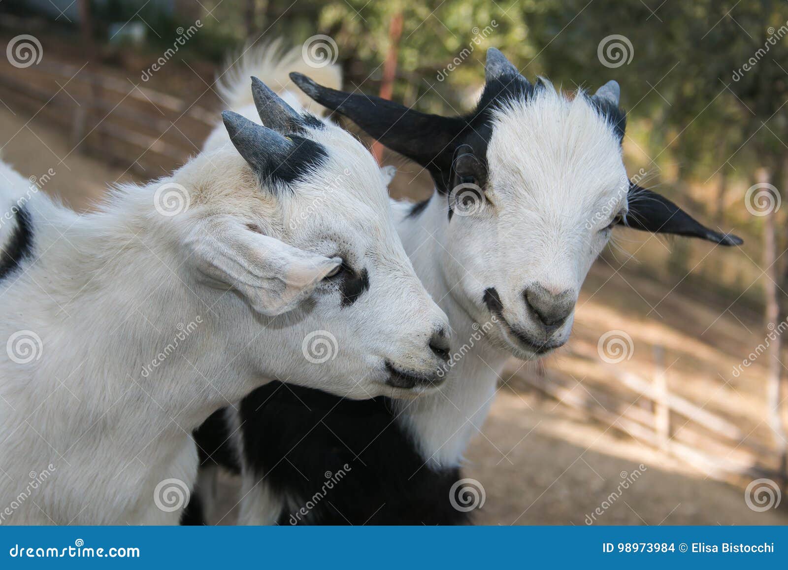 Due Capre Tibetane Nane Del Bambino Fotografia Stock - Immagine di ...