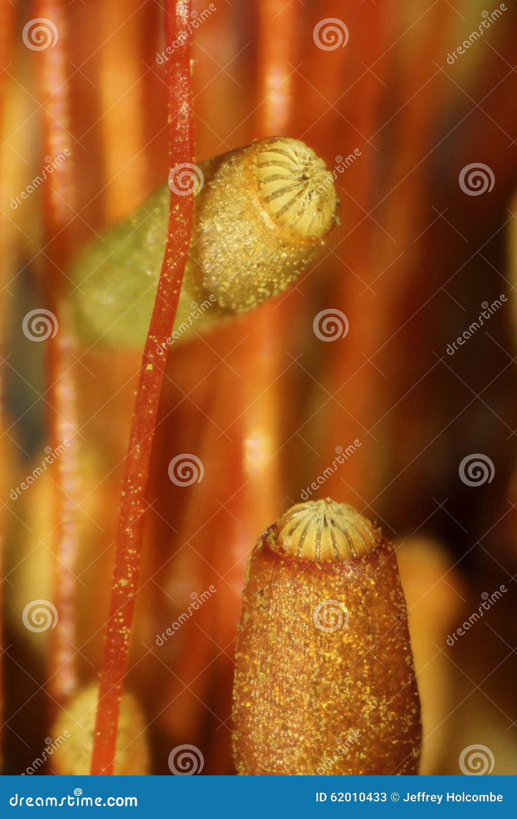 Due Capsule Di Un Muschio Con I Peristomes E Le Spore Immagine Stock ...