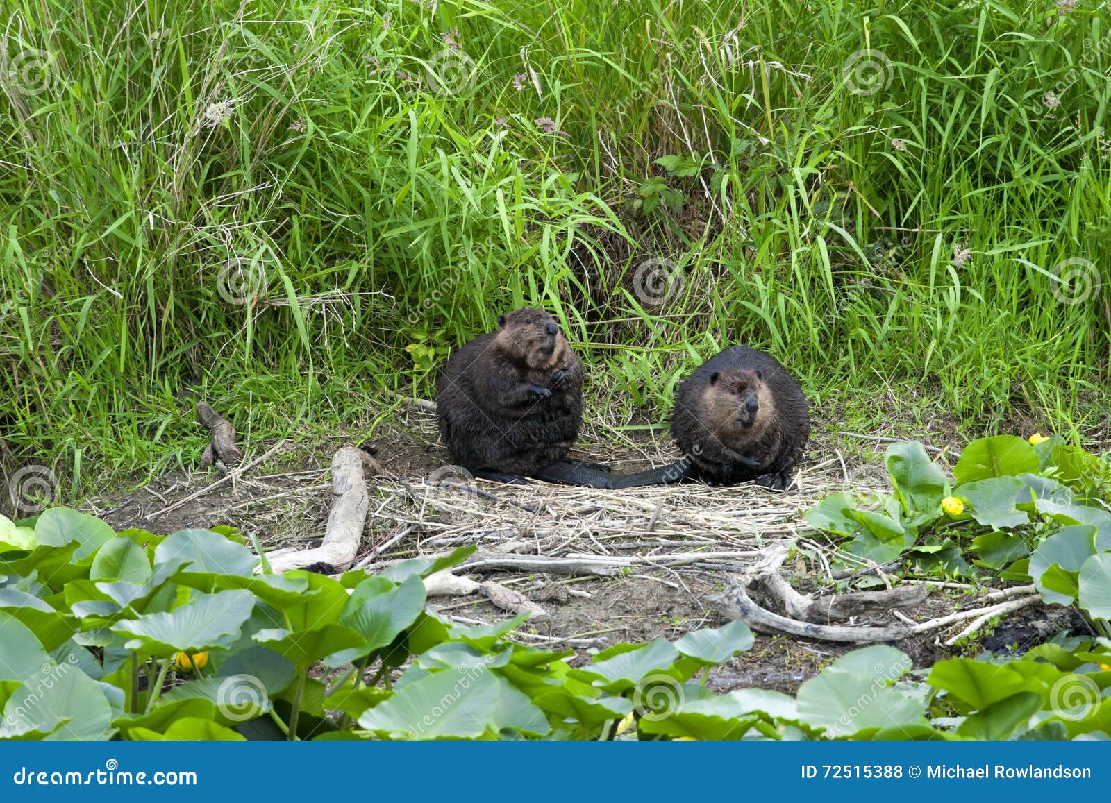 Due Castori Sulla Sponda Del Fiume Fotografia Stock - Immagine di ...