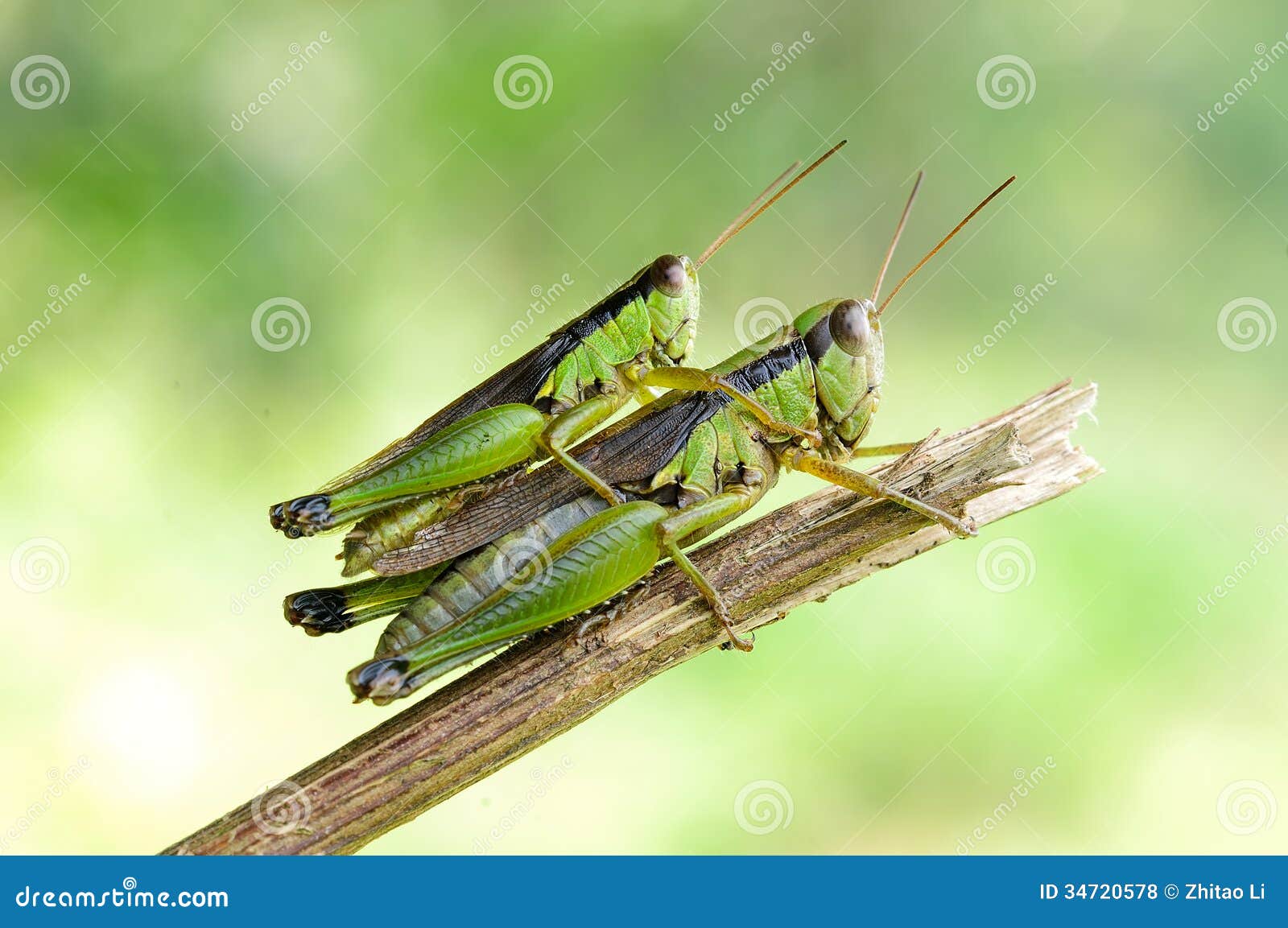 Due cavallette fotografia stock. Immagine di morso, verde - 34720578