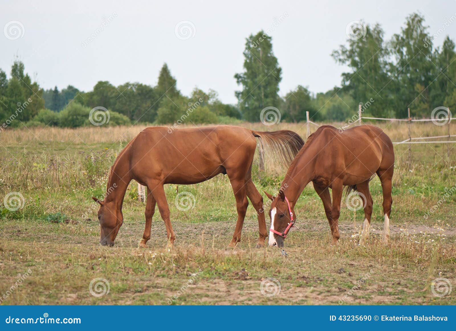 Due cavalli marroni fotografia stock. Immagine di forelato - 43235690