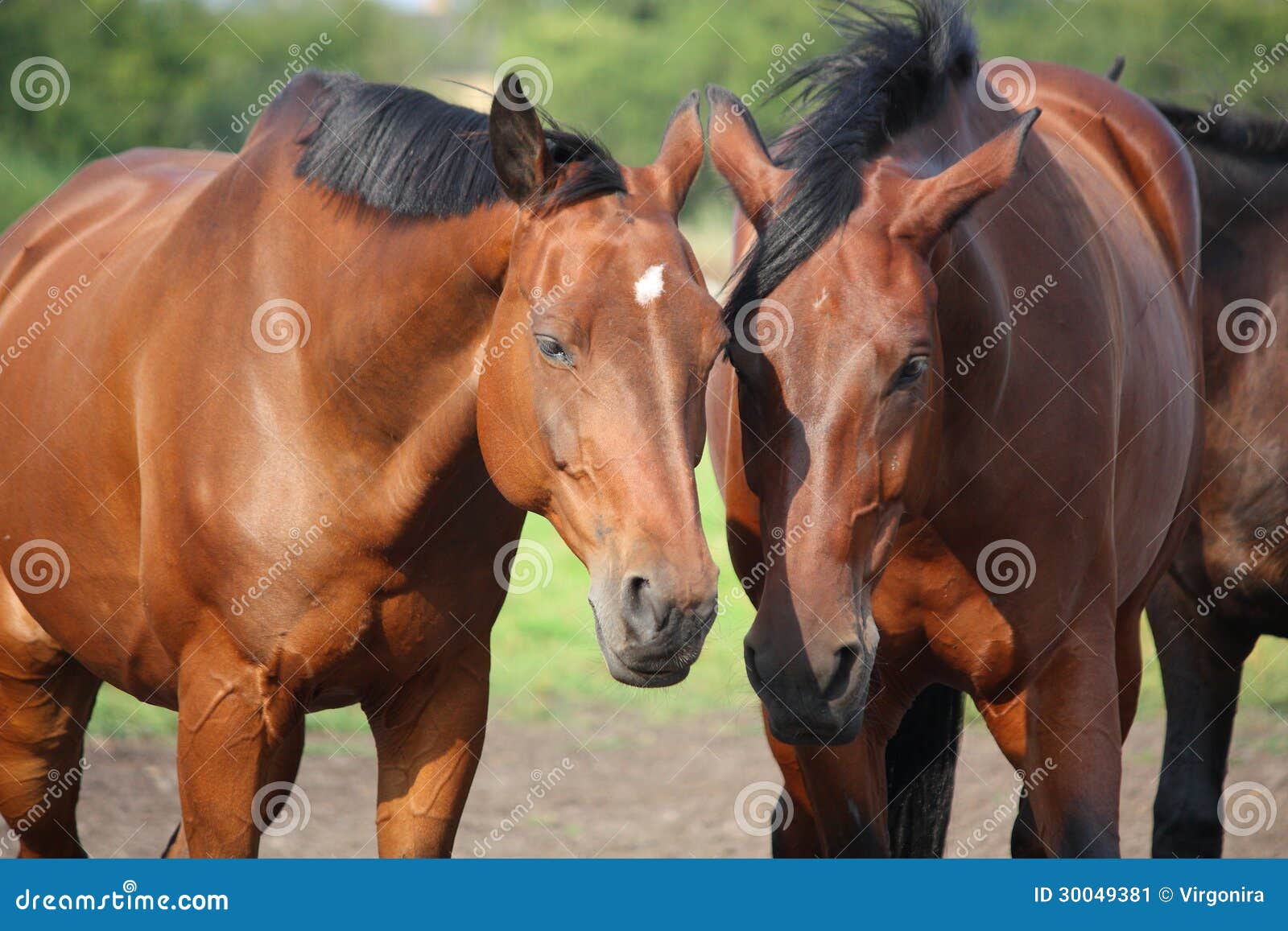Due Cavalli Marroni Che Nuzzling Immagine Stock - Immagine di abbraccio ...