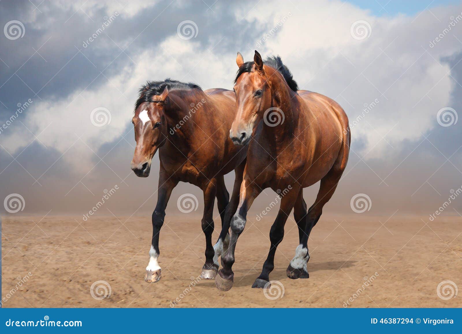 Due Cavalli Marroni Che Trottano Liberamente Fotografia Stock ...
