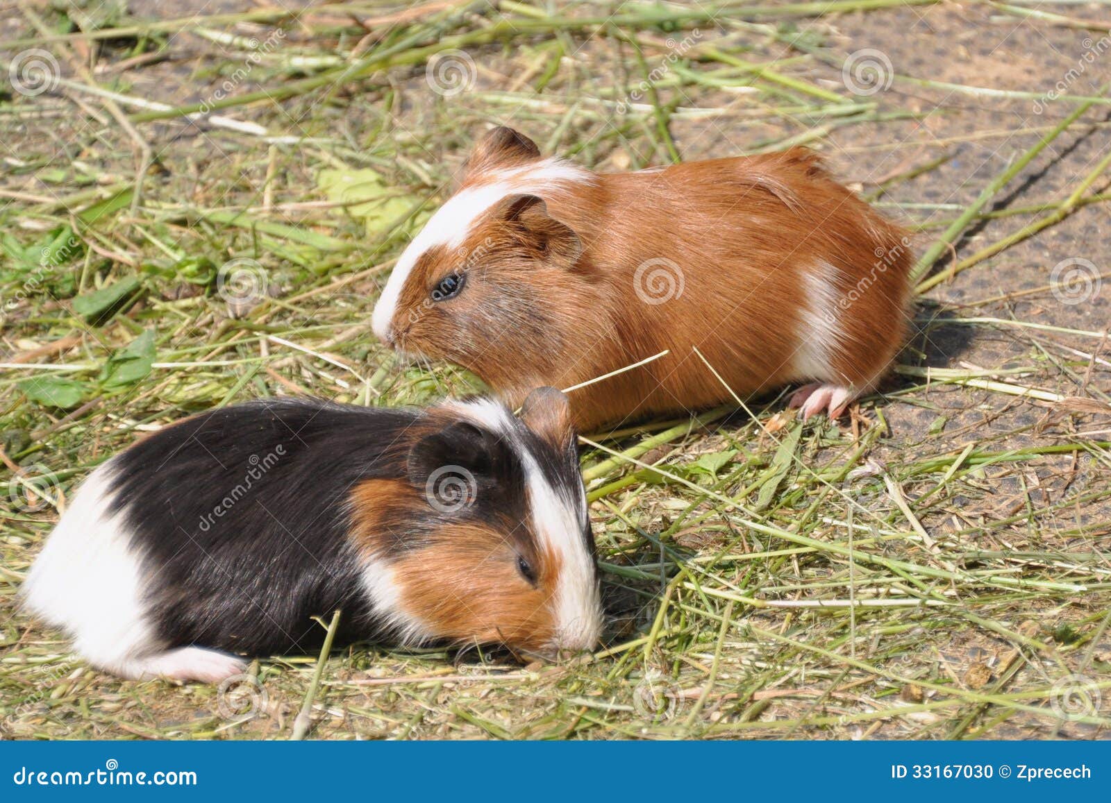 Due Cavie (porcellus Di Cavia) Fotografia Stock - Immagine di fieno ...