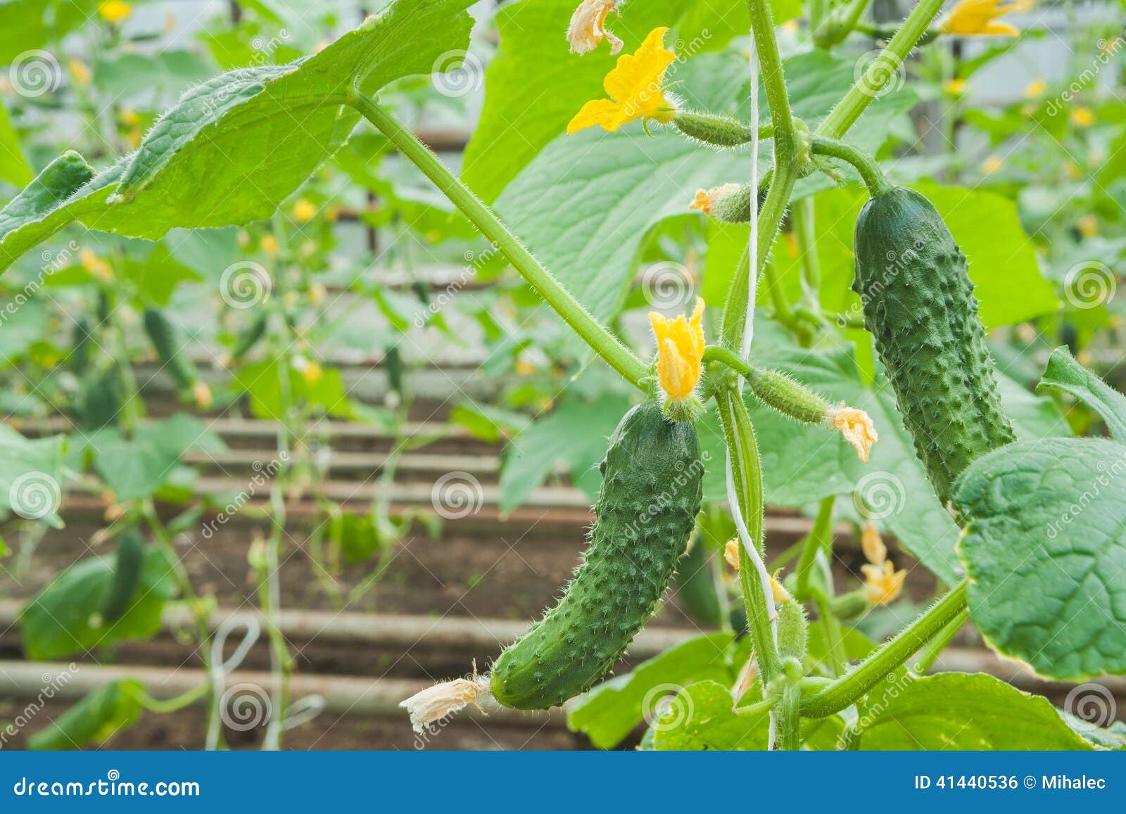 Due cetrioli sulla pianta fotografia stock. Immagine di alimento - 41440536