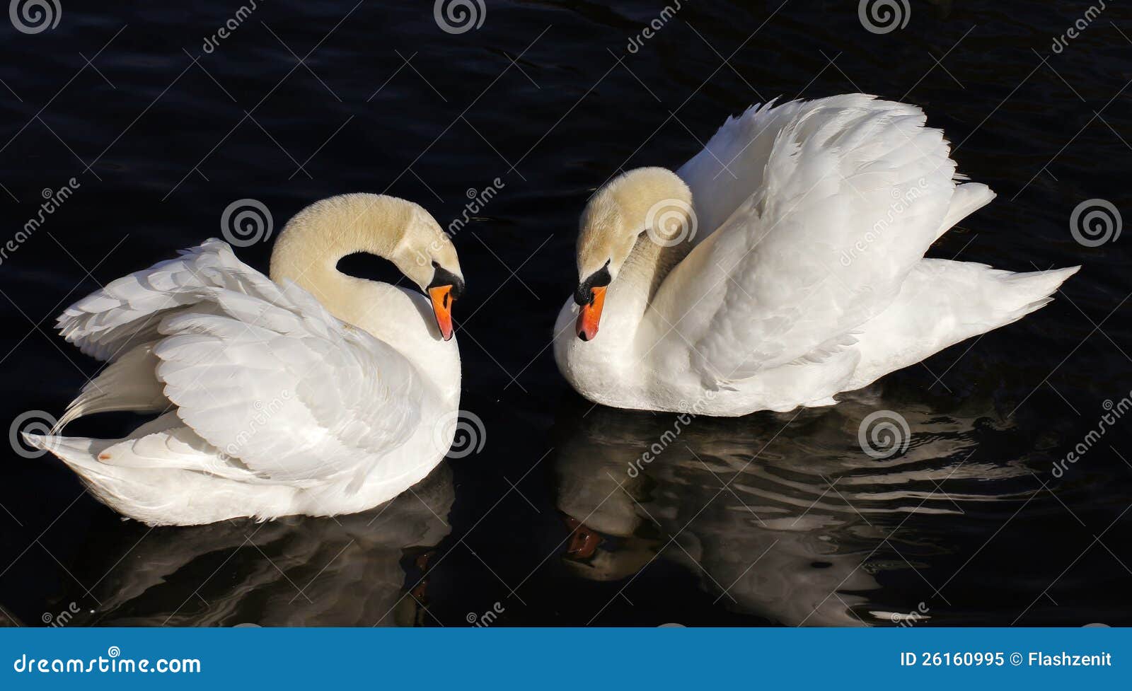 Due cigni immagine stock. Immagine di animale, elegante - 26160995