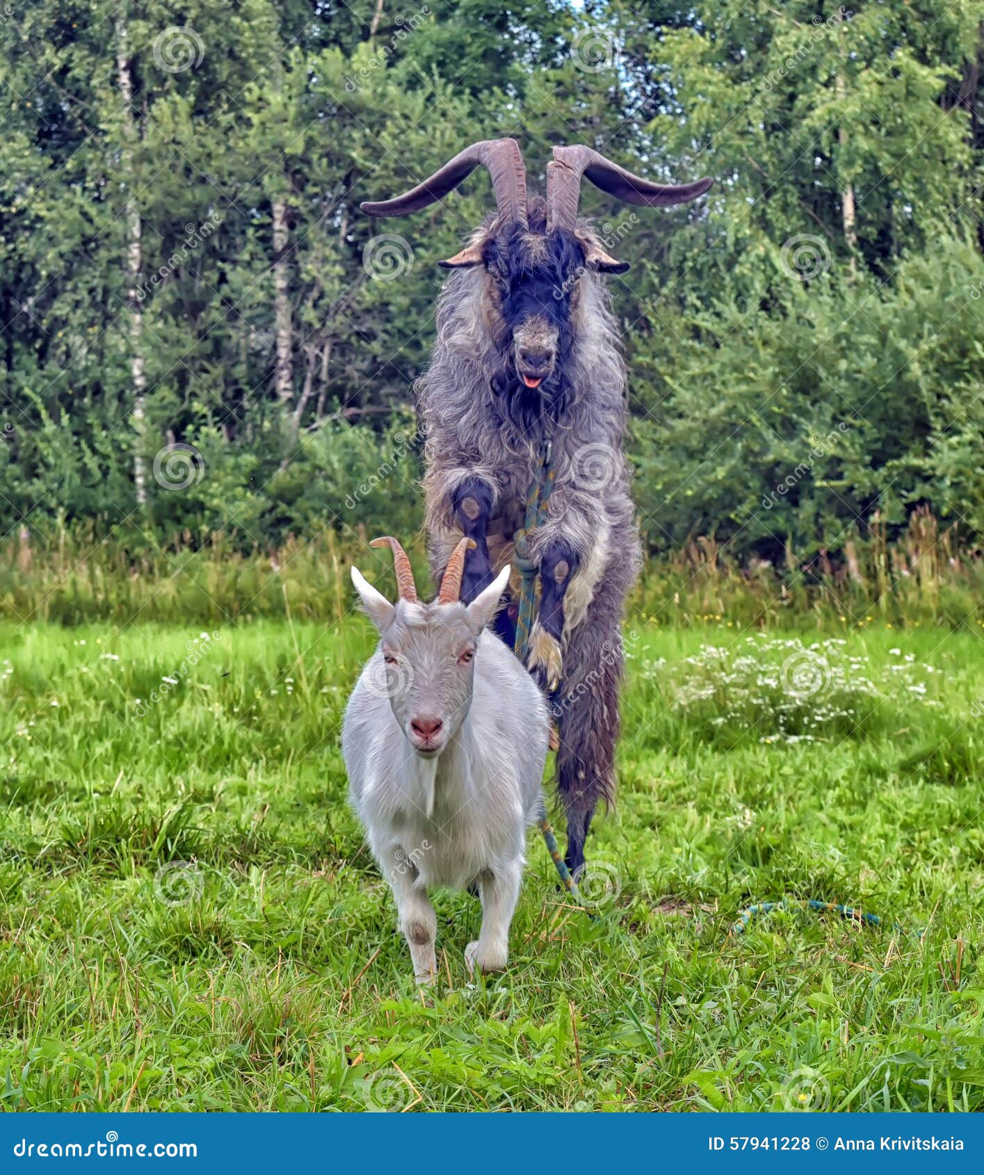 Due coppie delle capre fotografia stock. Immagine di verde - 57941228