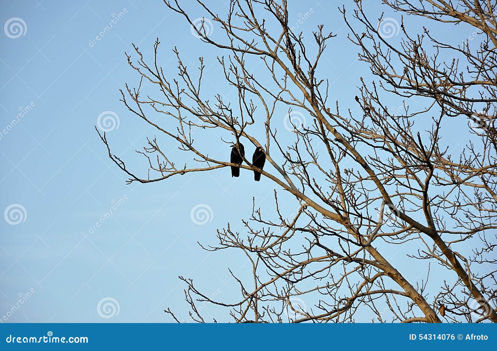 Due corvi sui rami fotografia stock. Immagine di stagione - 54314076