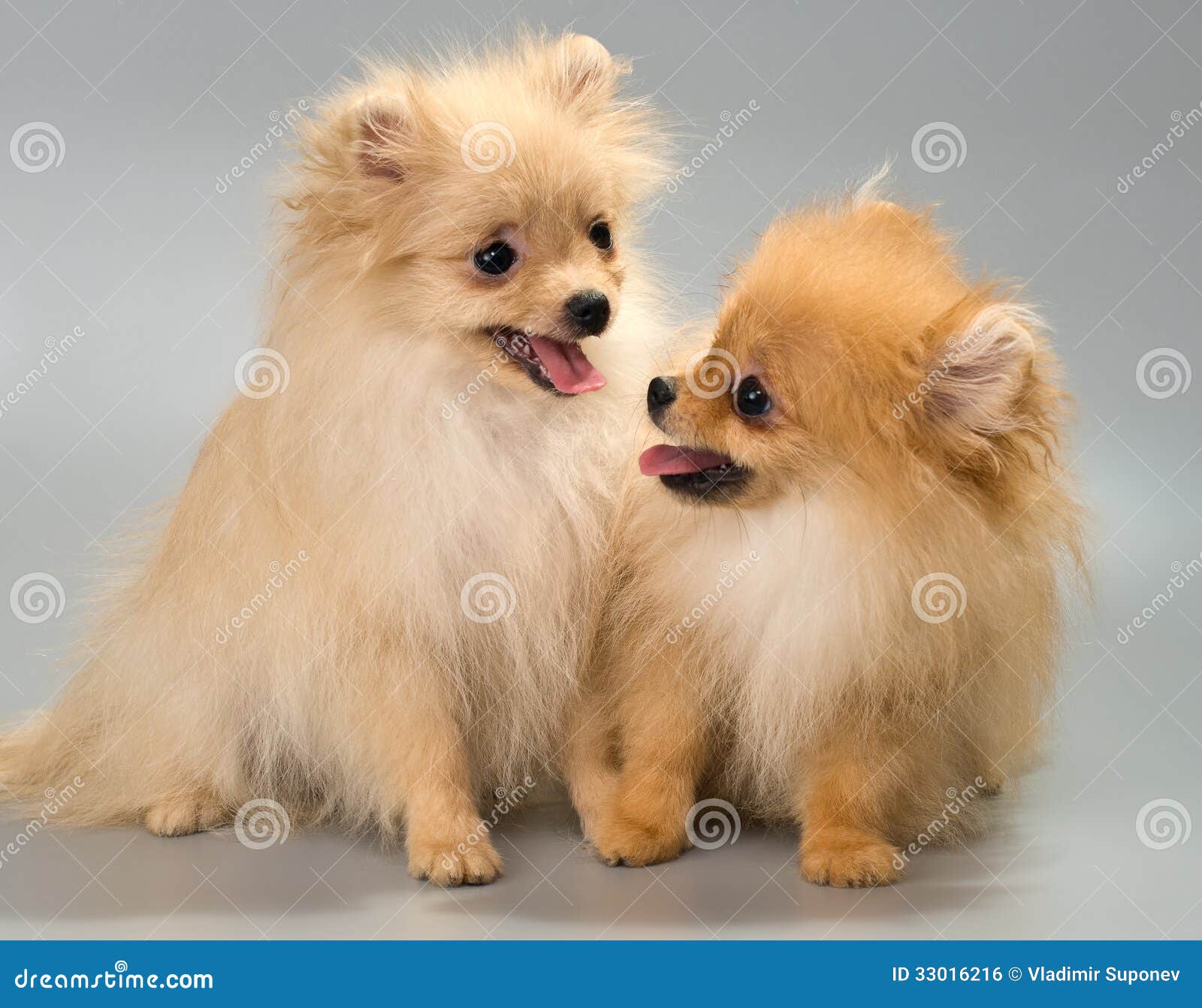Due Cuccioli Della Razza Un Spitz-cane Di Pomeranian in Studio ...