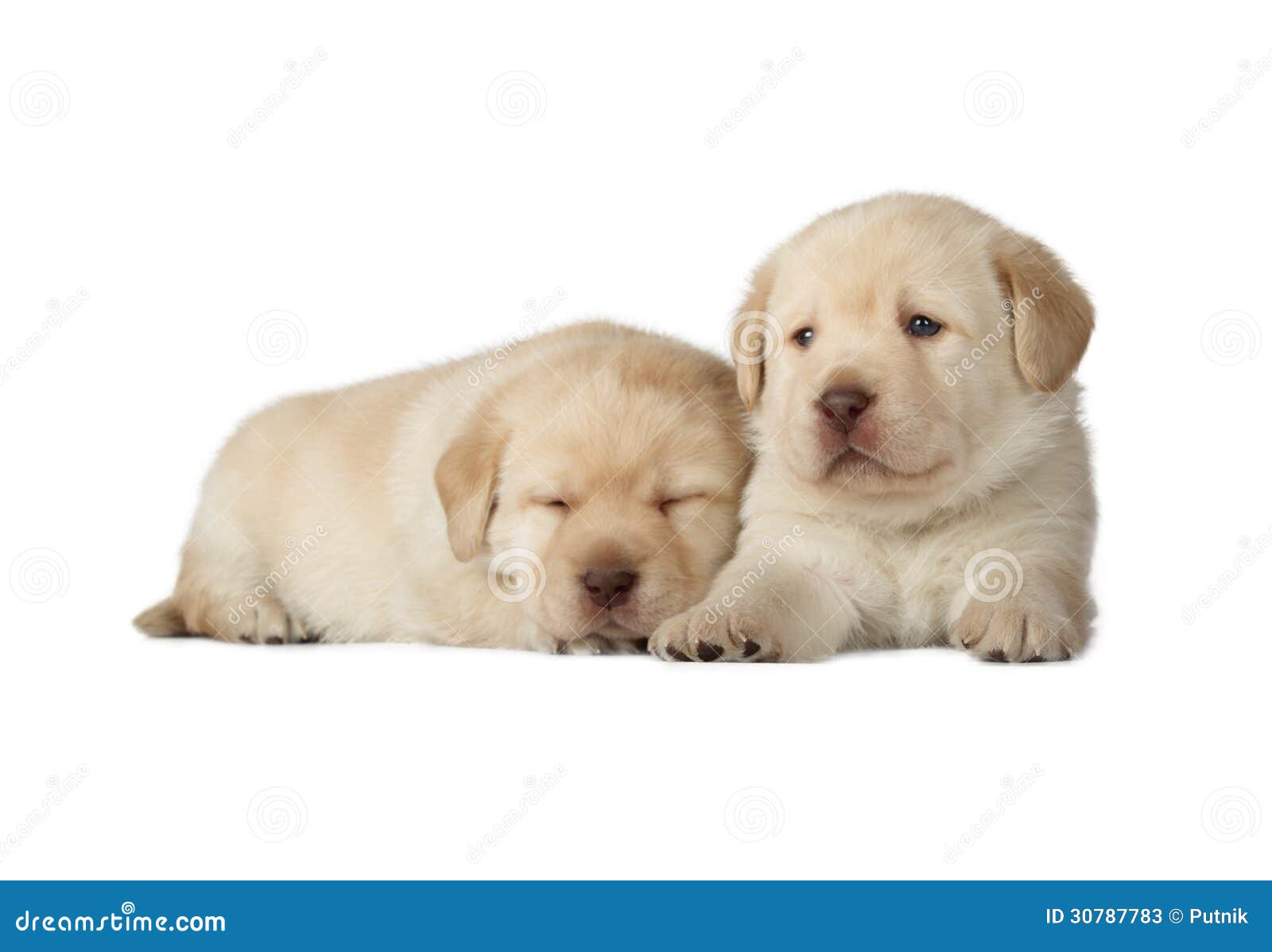 Due Cuccioli Gialli Di Labrador Retriever Immagine Stock - Immagine di ...