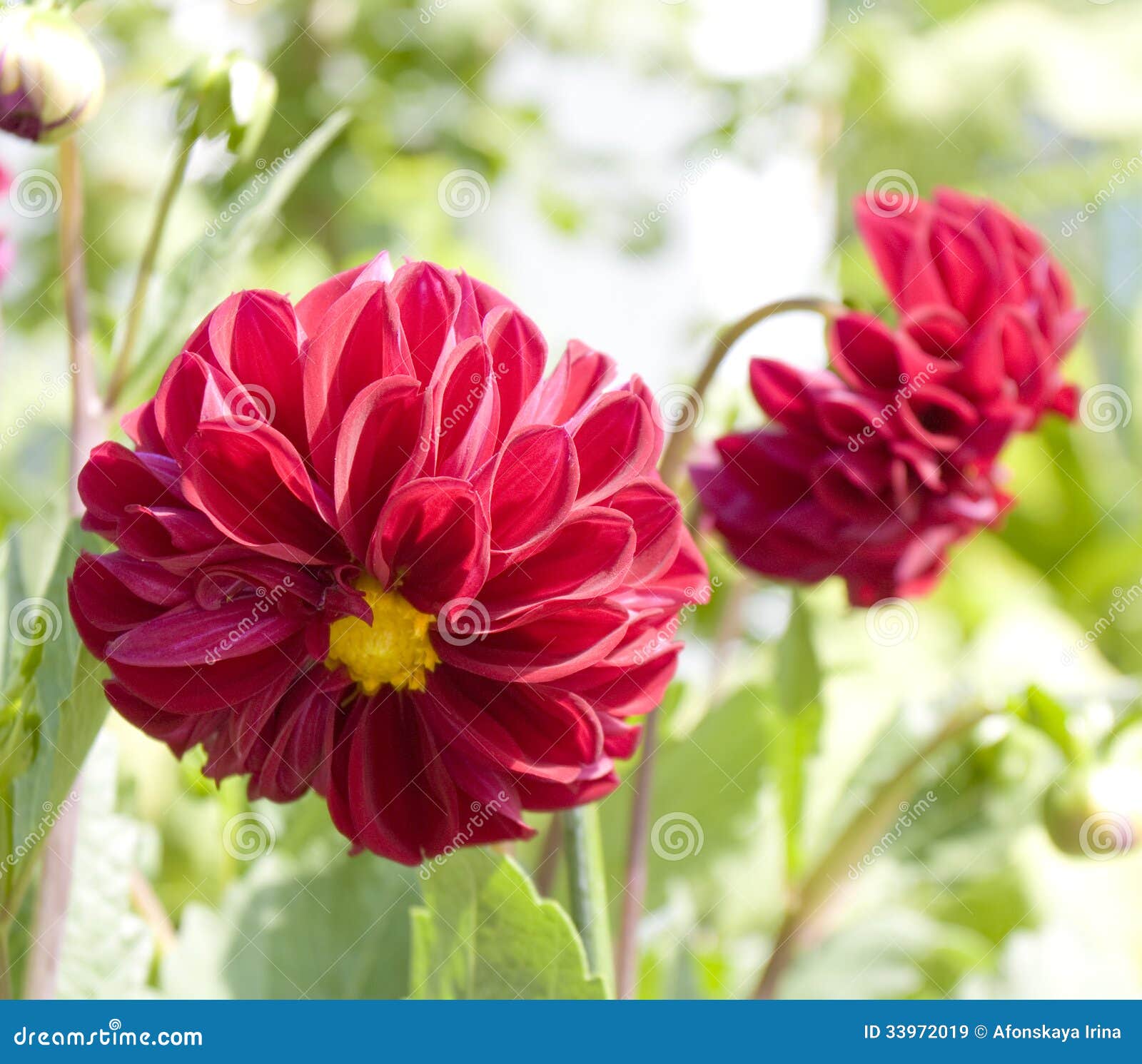 Due dalie rosse immagine stock. Immagine di pianta, fioritura - 33972019