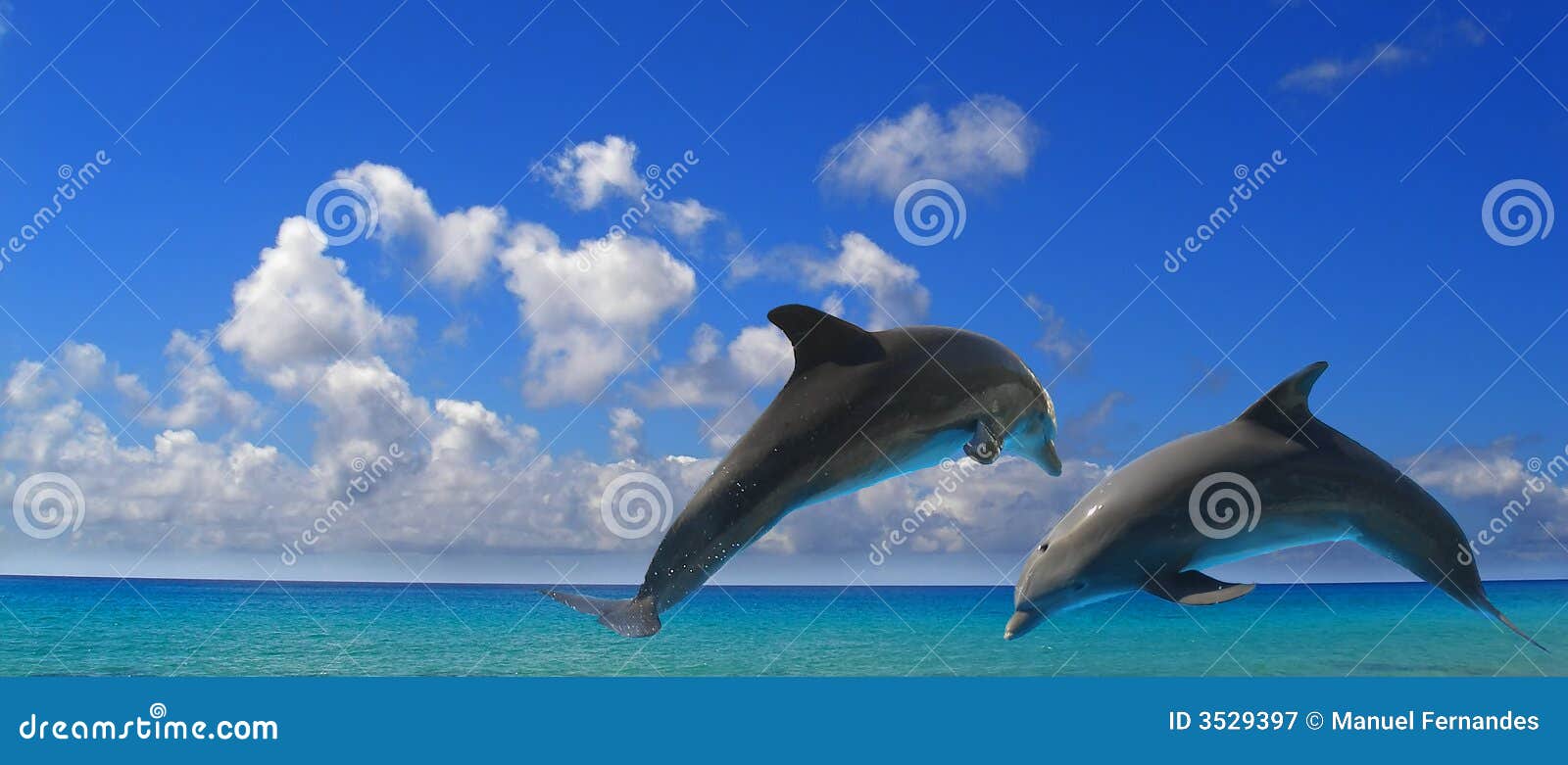 Due delfini immagine stock. Immagine di animali, bianco - 3529397