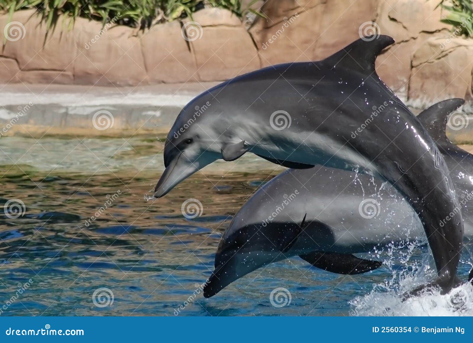 Due Delfini Che Saltano Fuori Fotografia Stock - Immagine di delfini ...
