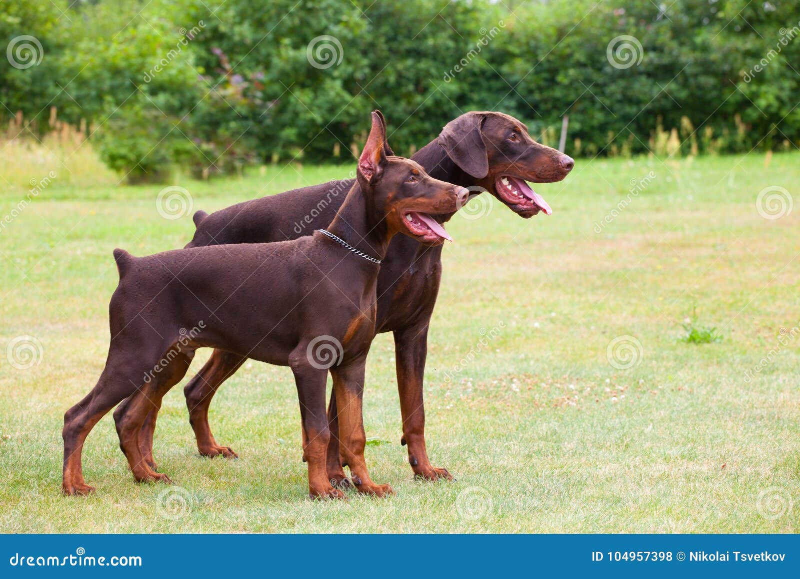 Due dobermans marroni fotografia stock. Immagine di nero - 104957398