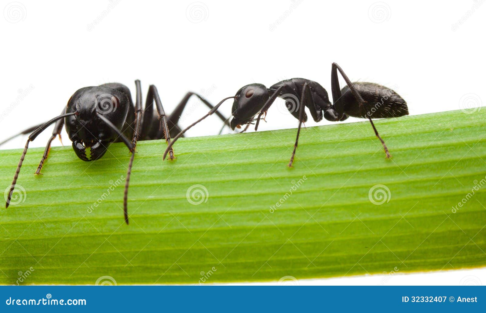 Due Formiche Sulla Lama Dell'erba Immagine Stock - Immagine di creatura ...