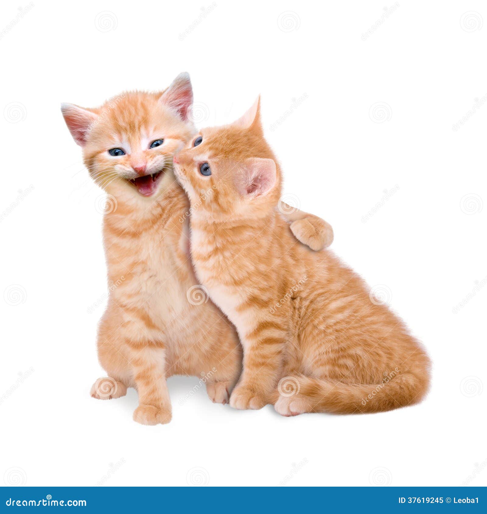 Due gatti nell'amore immagine stock. Immagine di data - 37619245