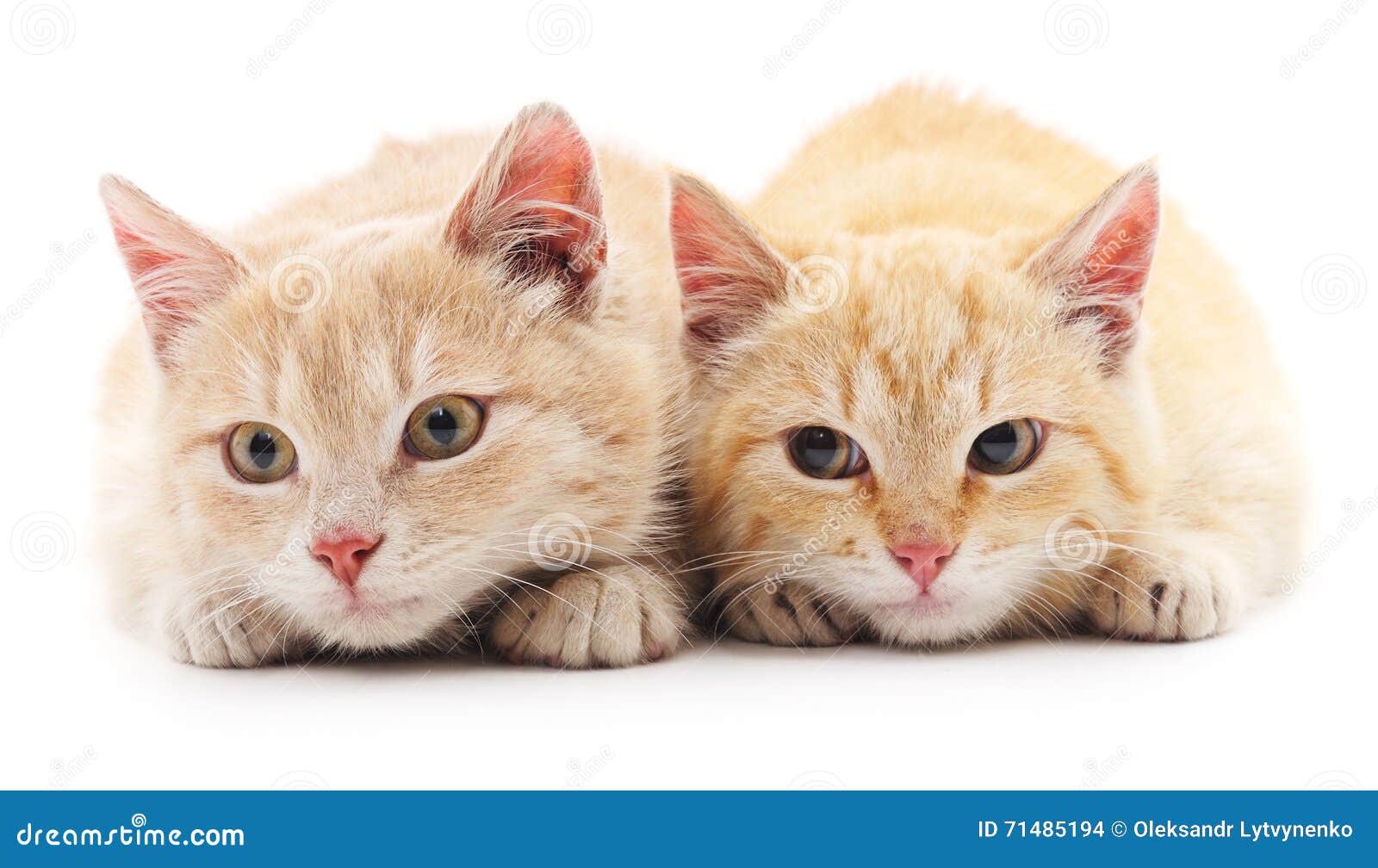 Due gatti rossi fotografia stock. Immagine di amore, sfondo - 71485194