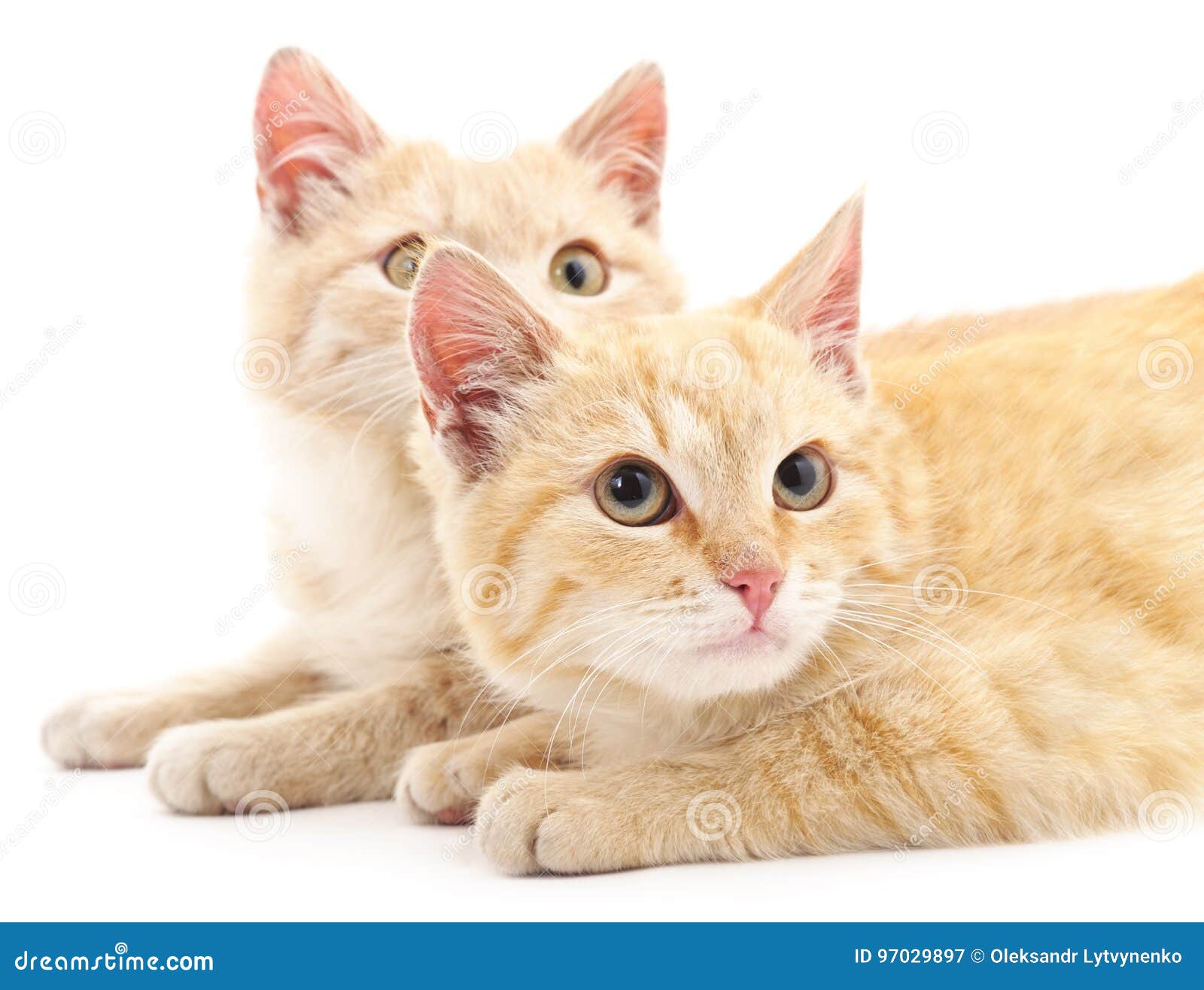 Due gatti rossi immagine stock. Immagine di animali, gattino - 97029897