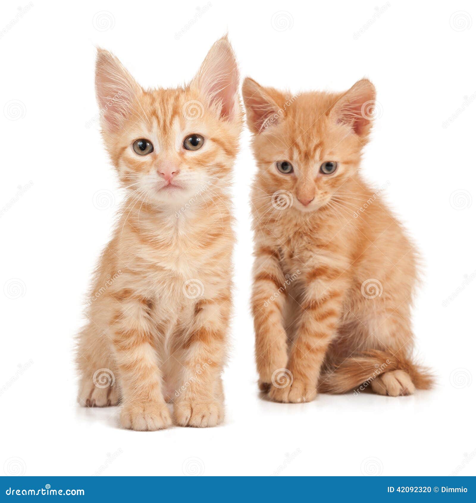 Due gattini rossi fotografia stock. Immagine di menzogne - 42092320
