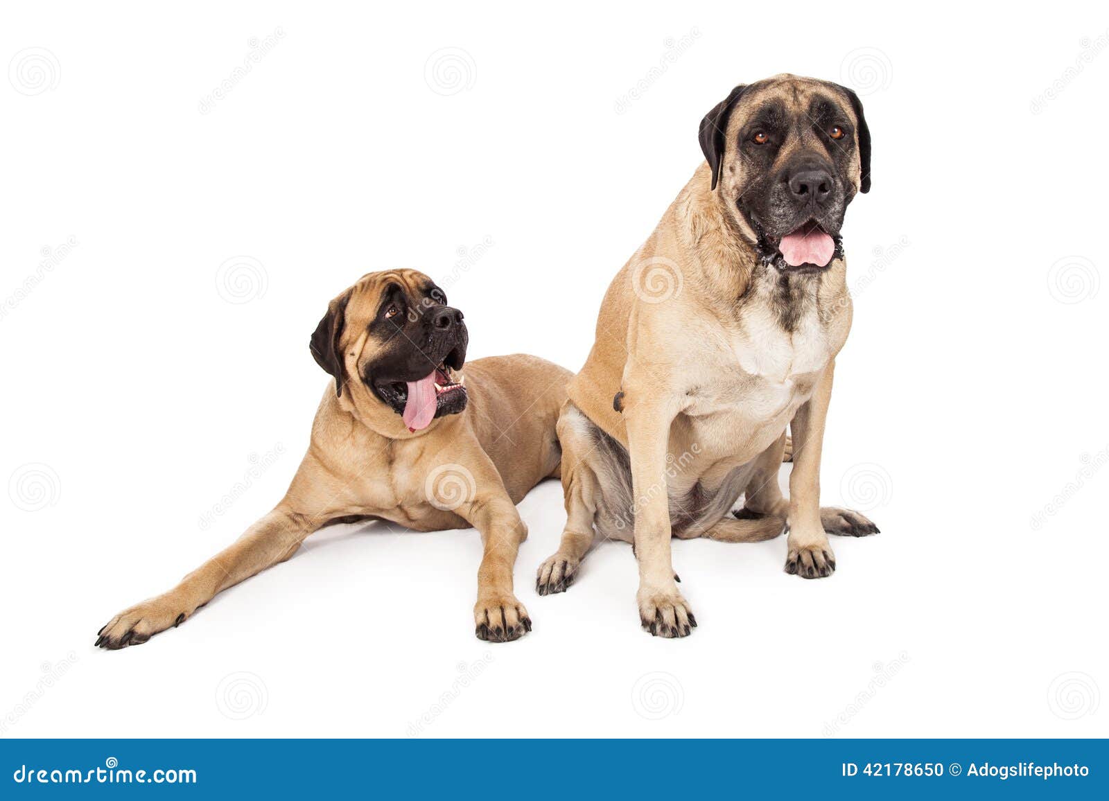 Due Grandi Cani Inglesi Del Mastino Fotografia Stock - Immagine di ...