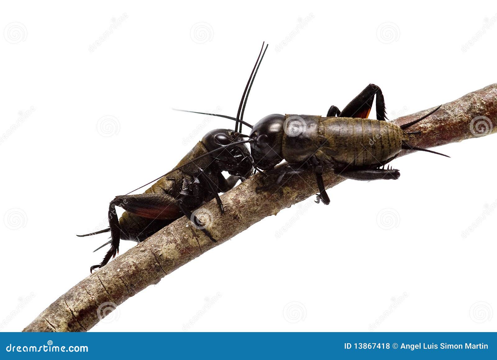Due grilli su un bastone. fotografia stock. Immagine di nave - 13867418
