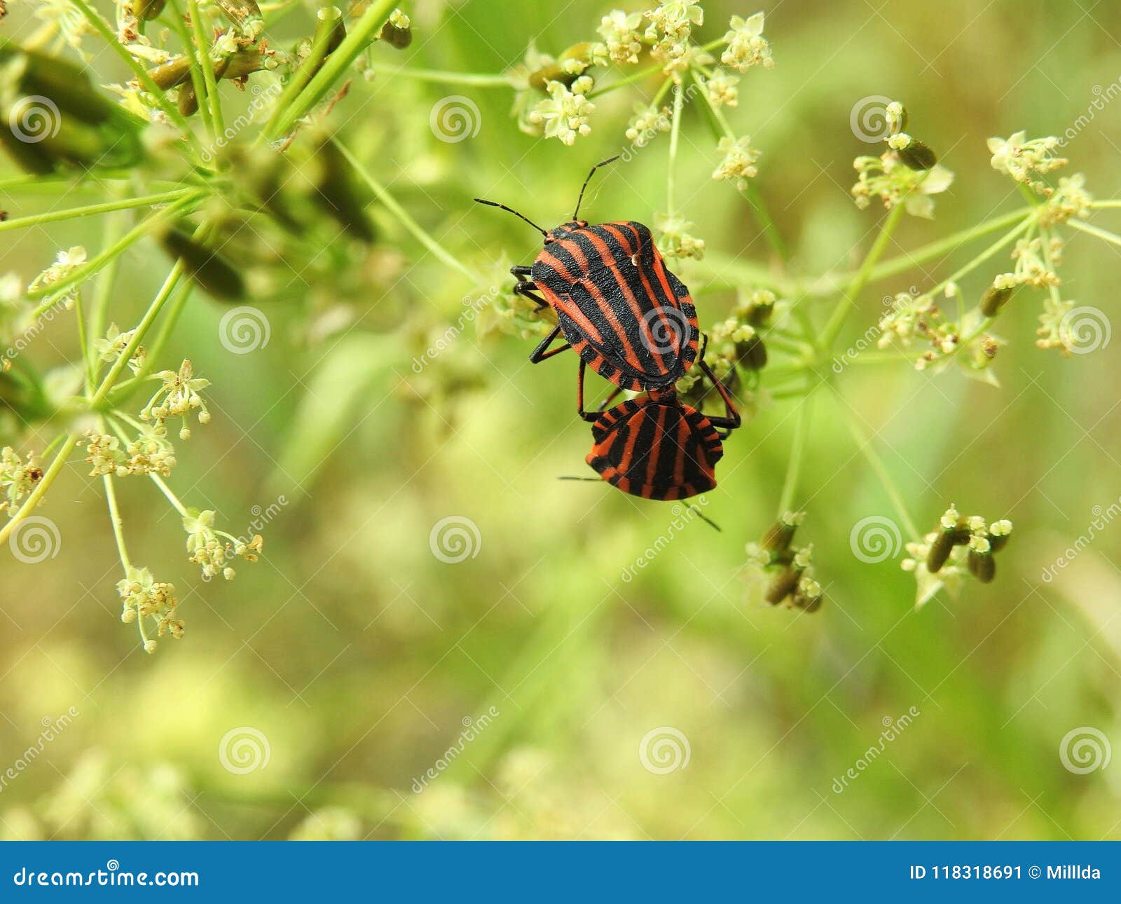 Due Insetti a Strisce Sulla Pianta Selvatica, Lituania Immagine Stock ...