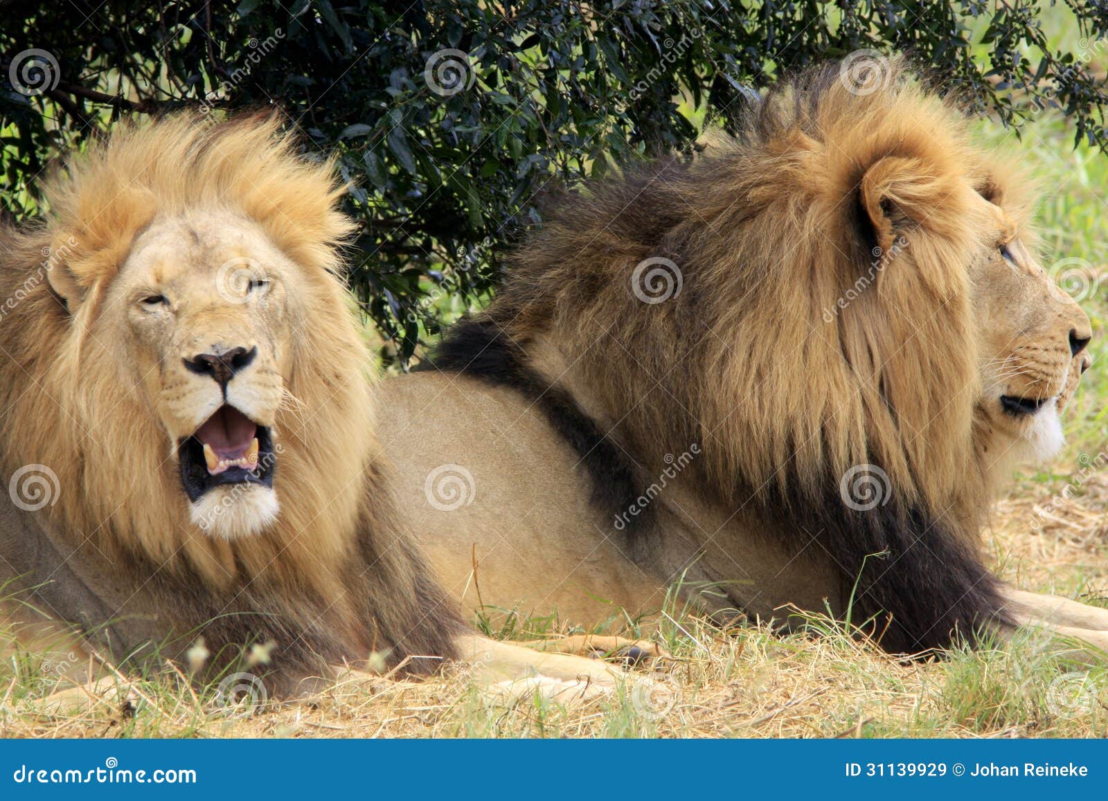 Due leoni immagine stock. Immagine di mammiferi, animali - 31139929