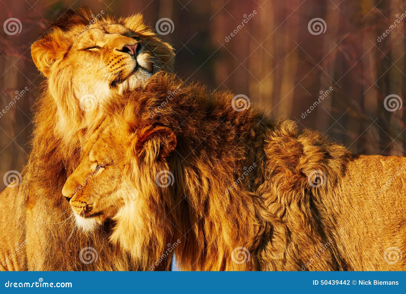 Due Leoni Si Chiudono Insieme Fotografia Stock - Immagine di africa ...