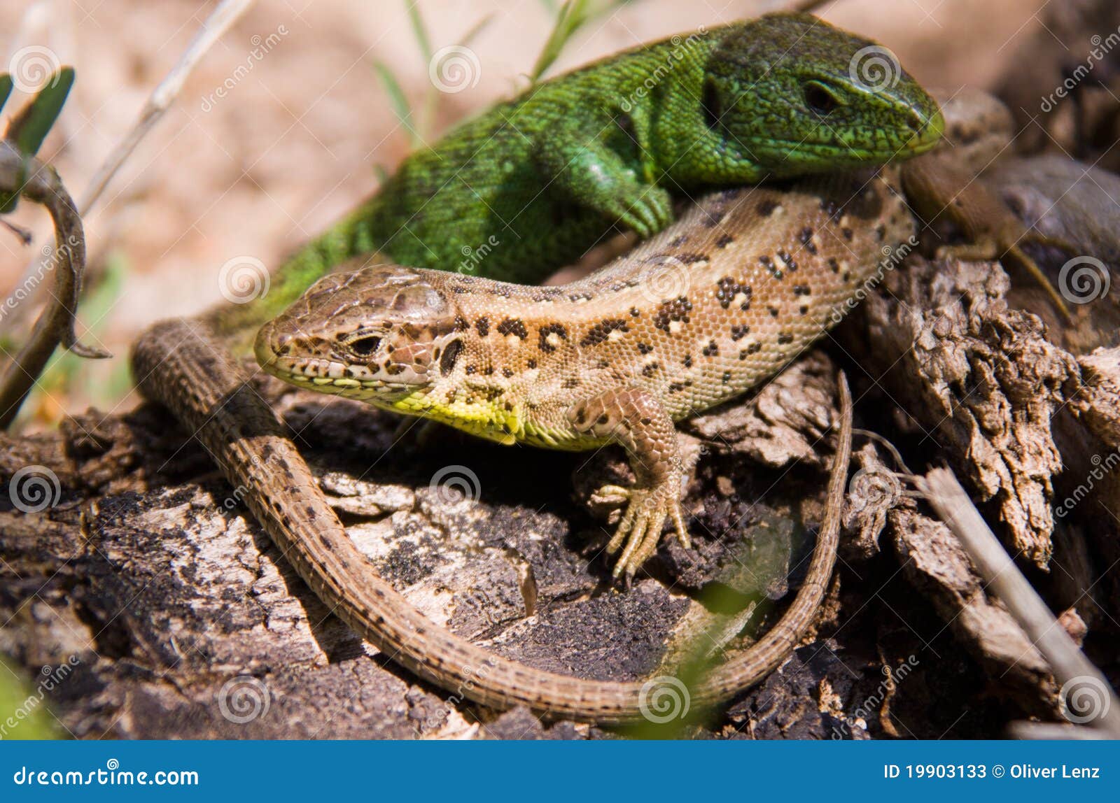 Due Lucertole Che Espongono Al Sole Sulla Roccia Immagine Stock ...