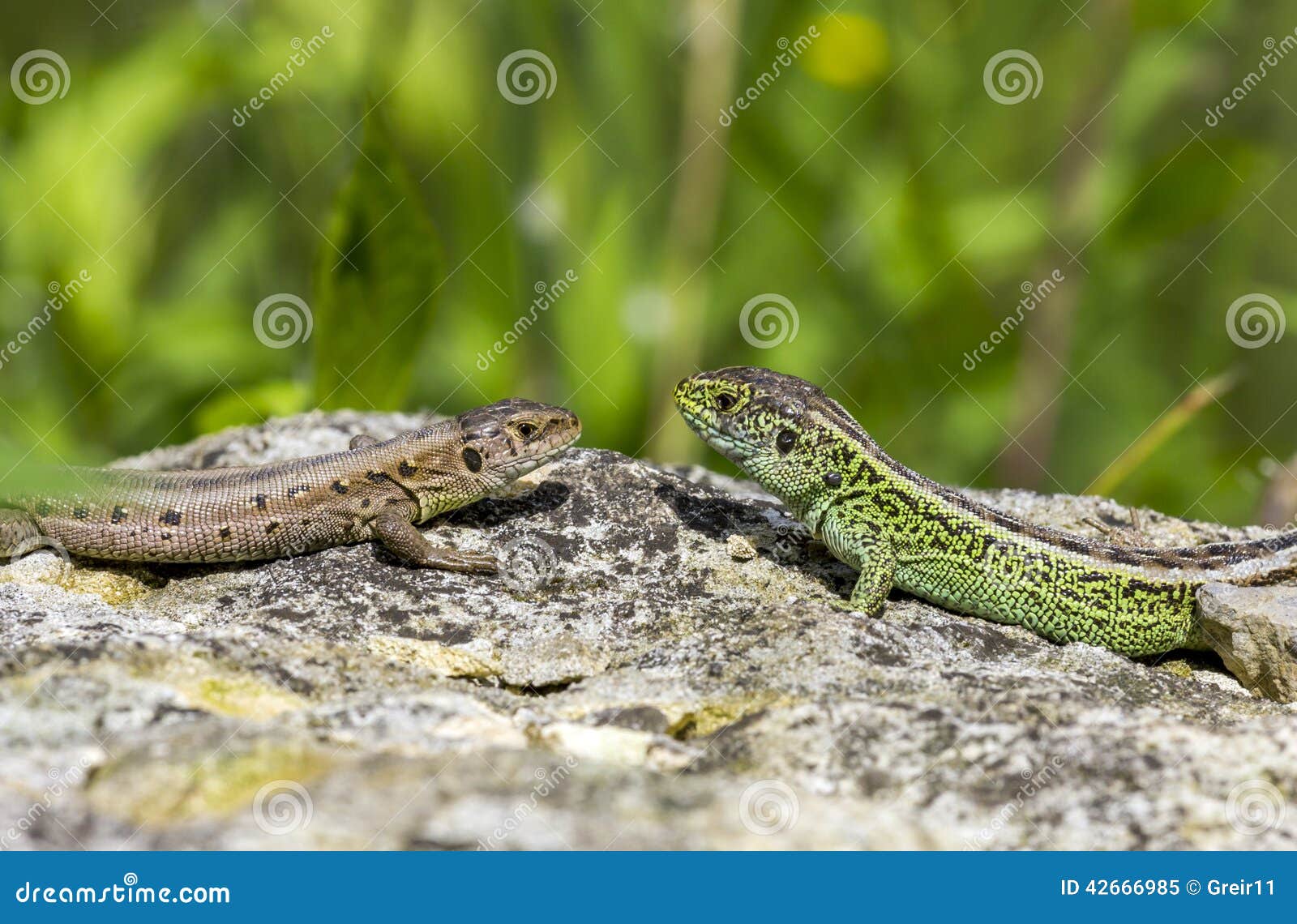 Due Lucertole Su Una Pietra Immagine Stock - Immagine di fauna, modello ...
