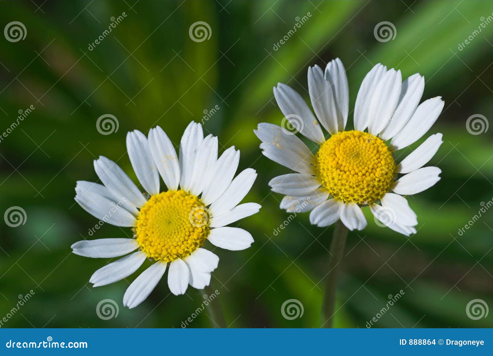 Due Margherite Piacevoli Della Foresta Fotografia Stock - Immagine di ...