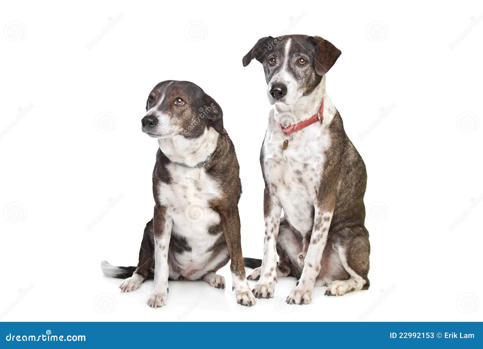 Due Marroni E Cani Mixed Bianchi Della Razza Immagine Stock - Immagine ...