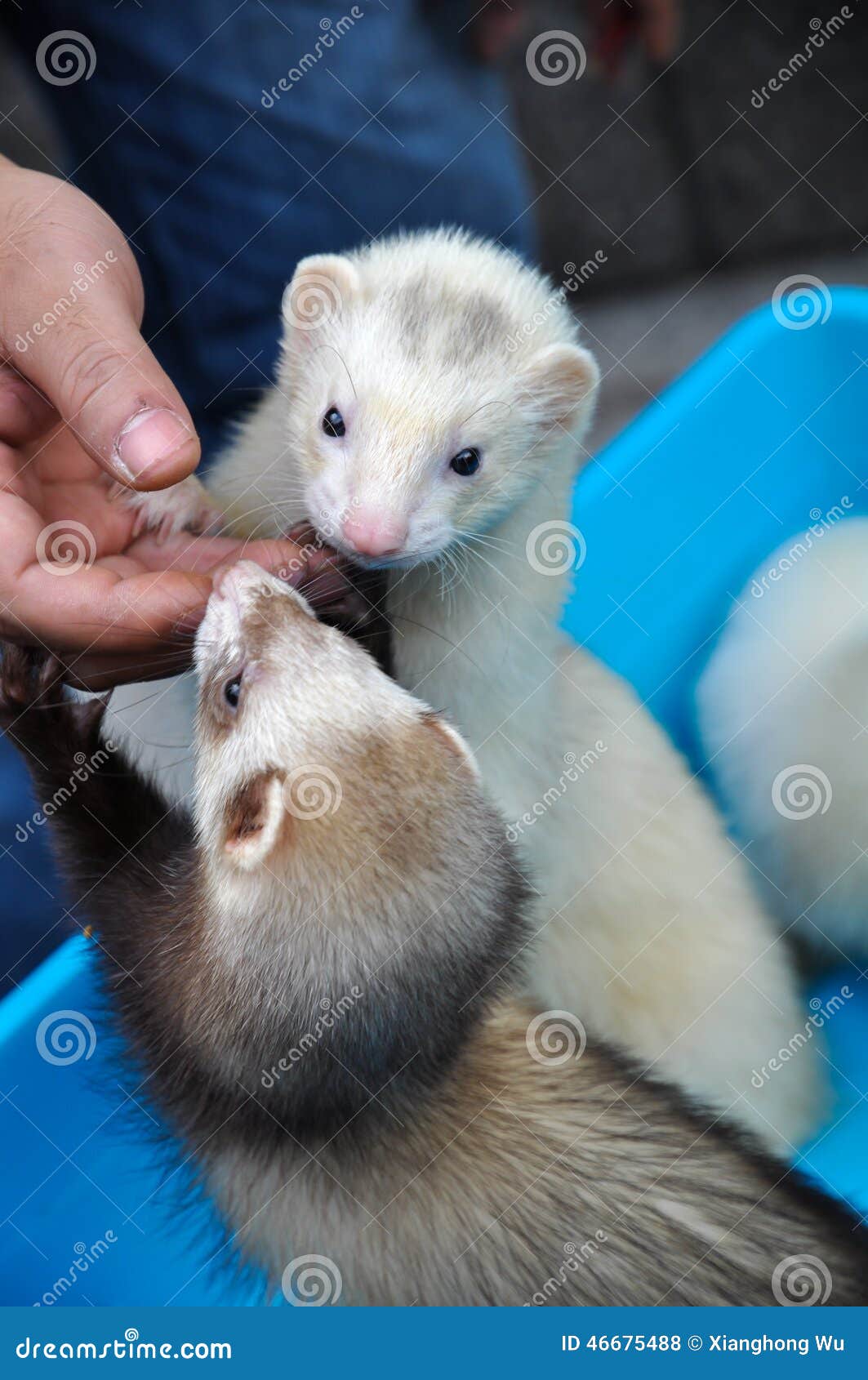 Due martore fotografia stock. Immagine di animale, mano - 46675488