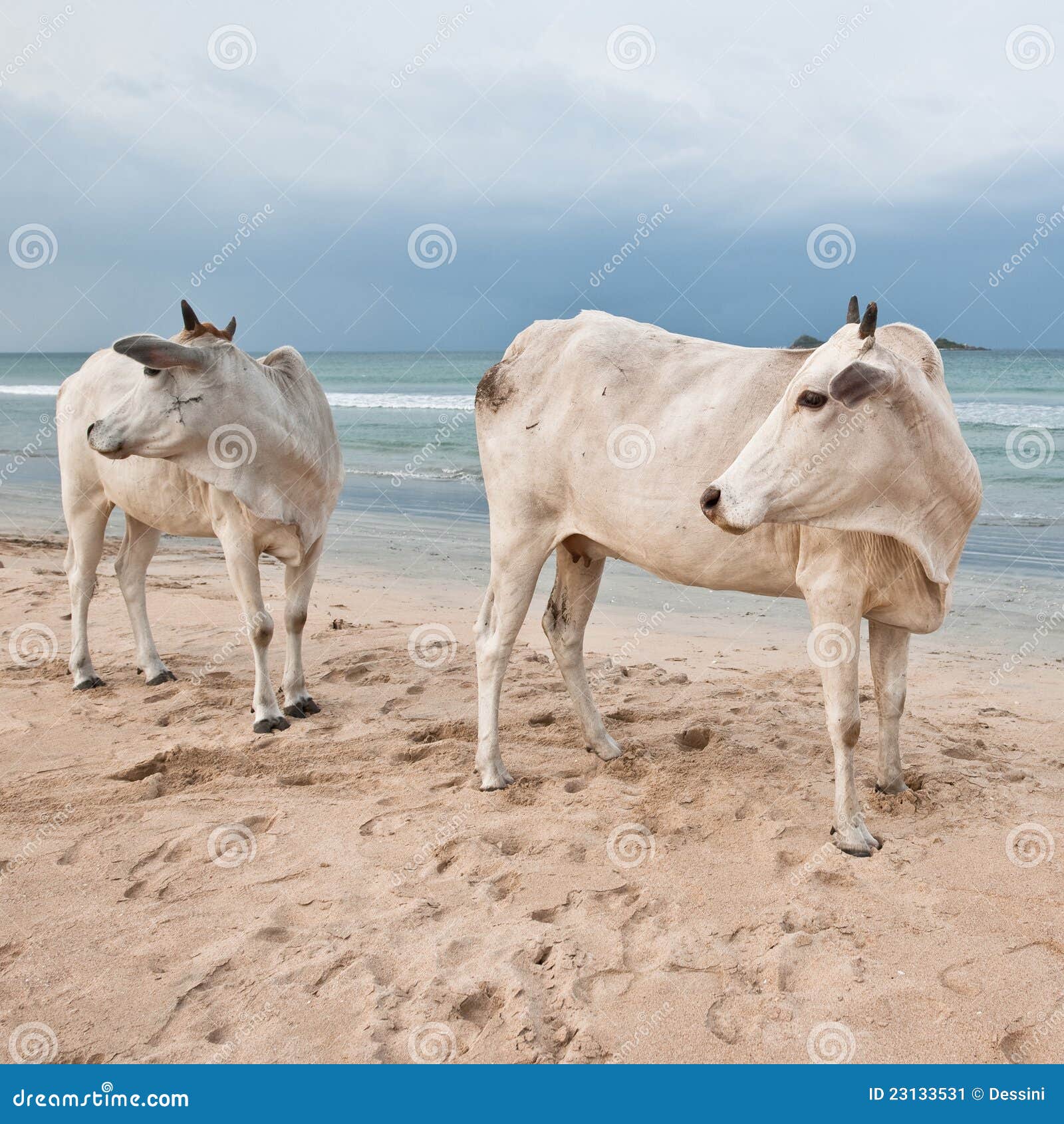 Due mucche sulla spiaggia immagine stock. Immagine di caldo - 23133531