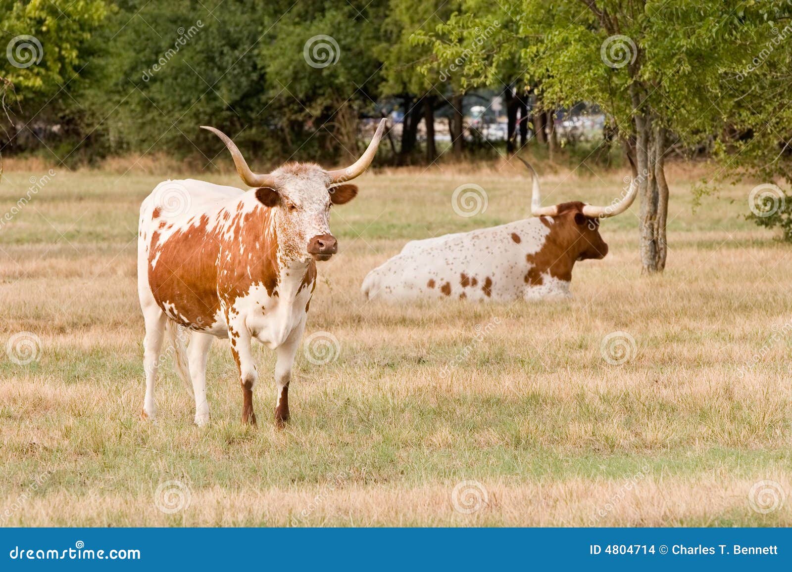 Due Mucche Texane Del Texas in Pascolo. Fotografia Stock - Immagine di ...