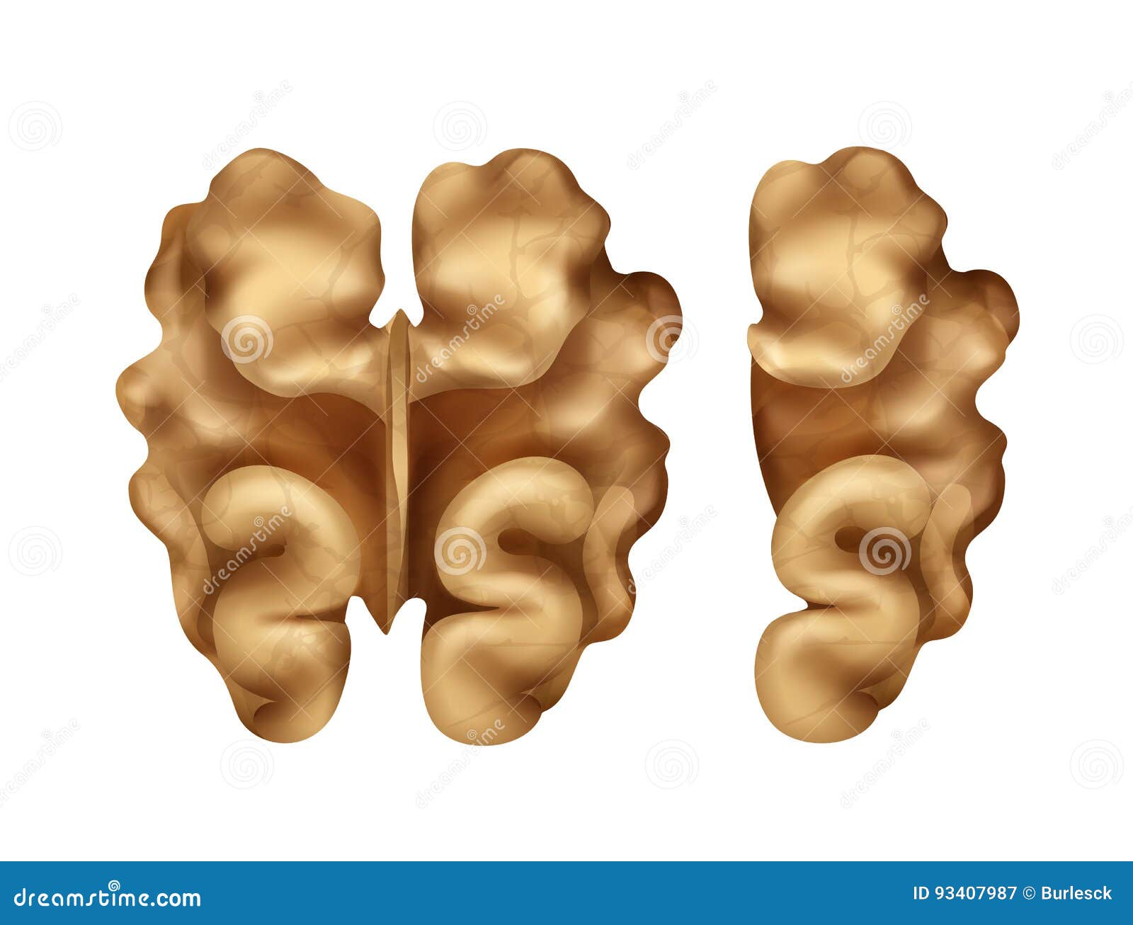 Due noccioli della noce illustrazione vettoriale. Illustrazione di ...