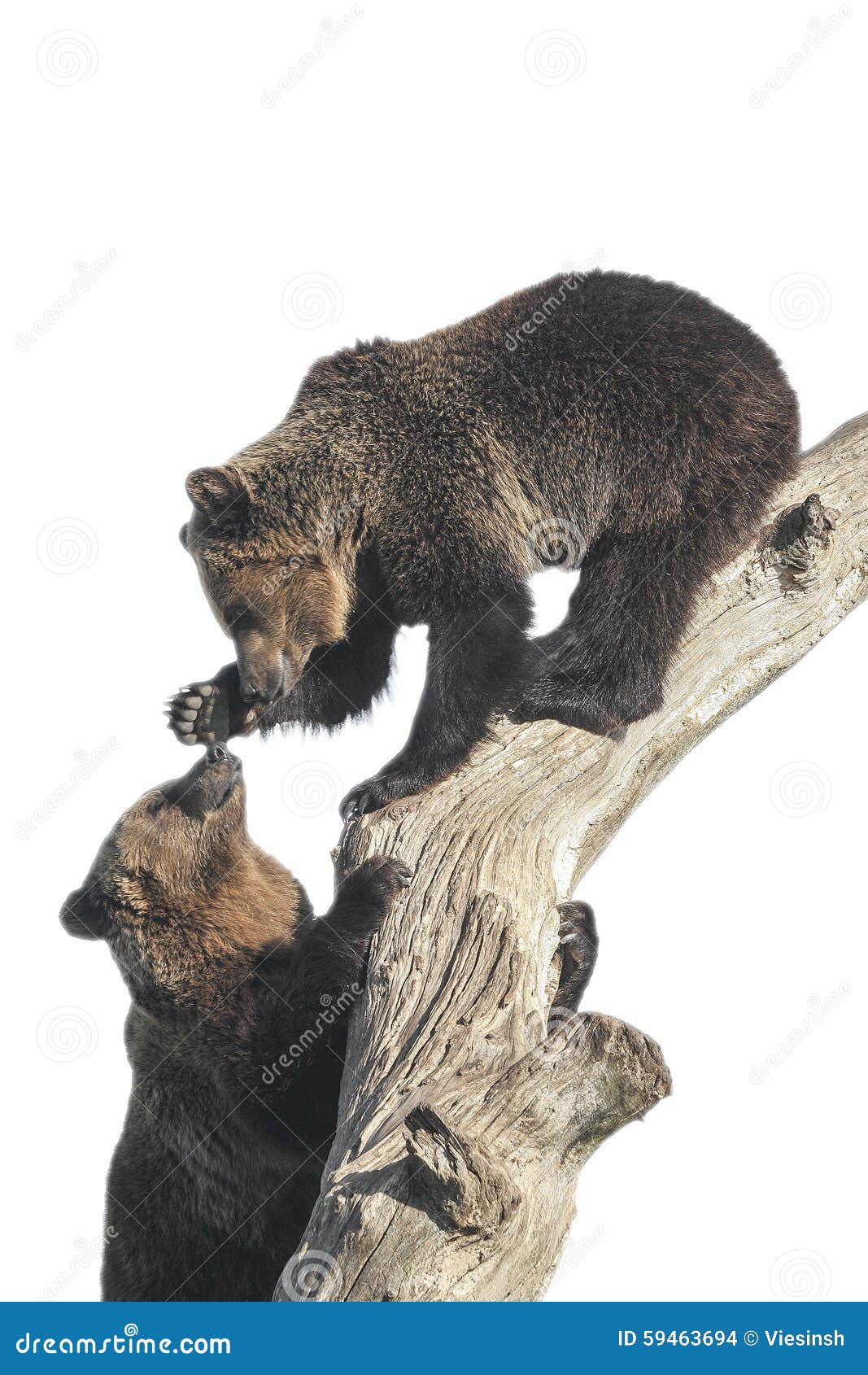 Due Orsi Allegri Che Scalano Sull'albero Fotografia Stock - Immagine di ...