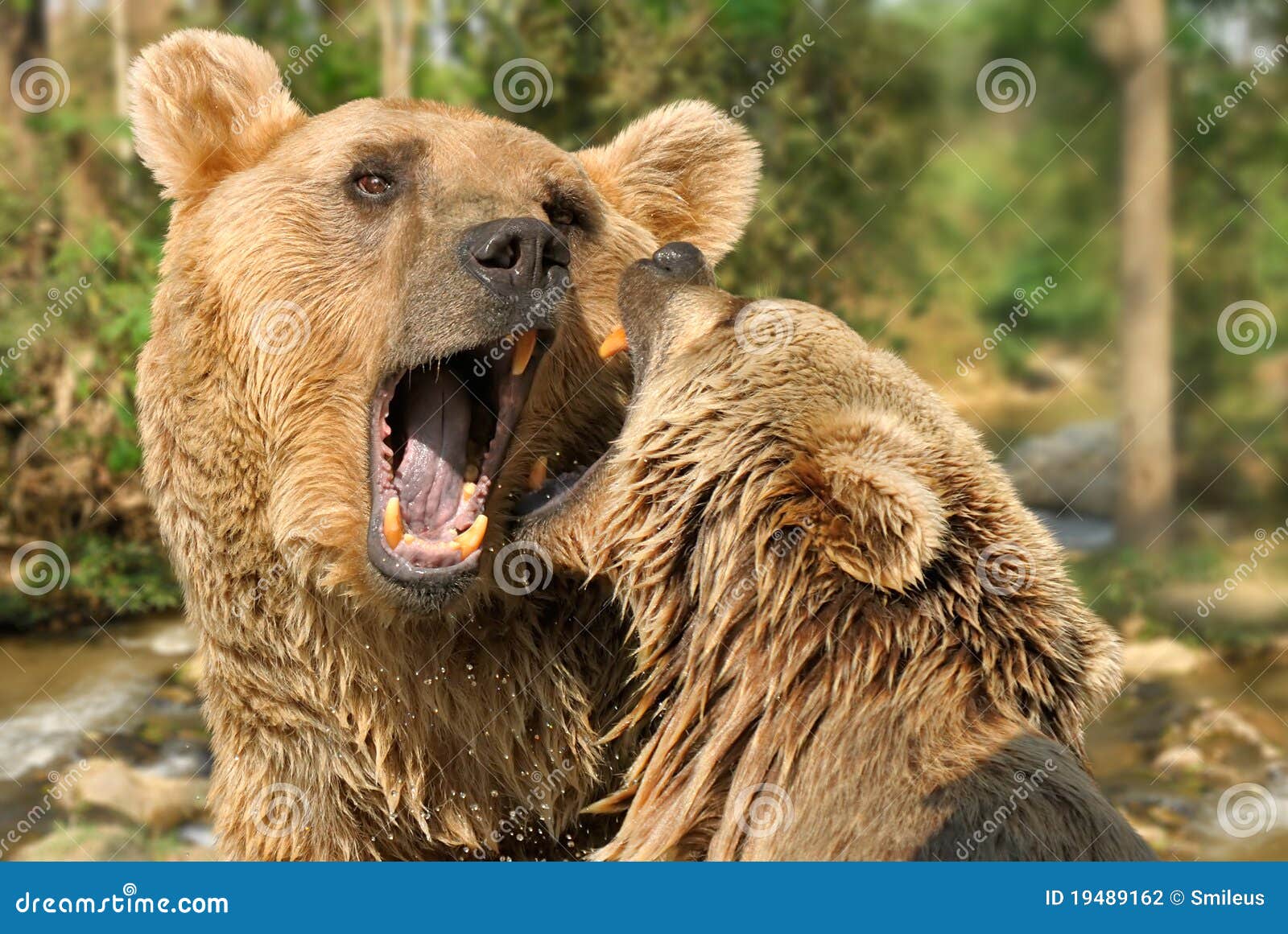 Due Orsi Che Combattono Nel Loro Habitat Fotografia Stock - Immagine di ...