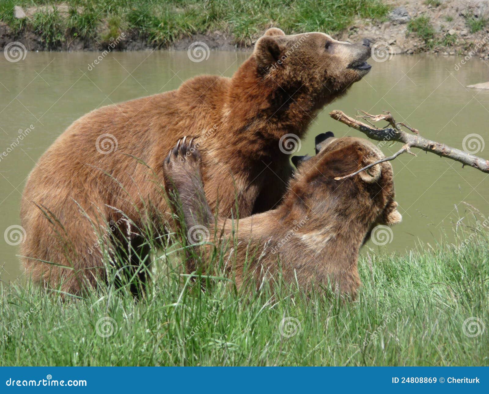 Due Orsi Lottanti Dell'orso Grigio Immagine Stock - Immagine di lotta ...