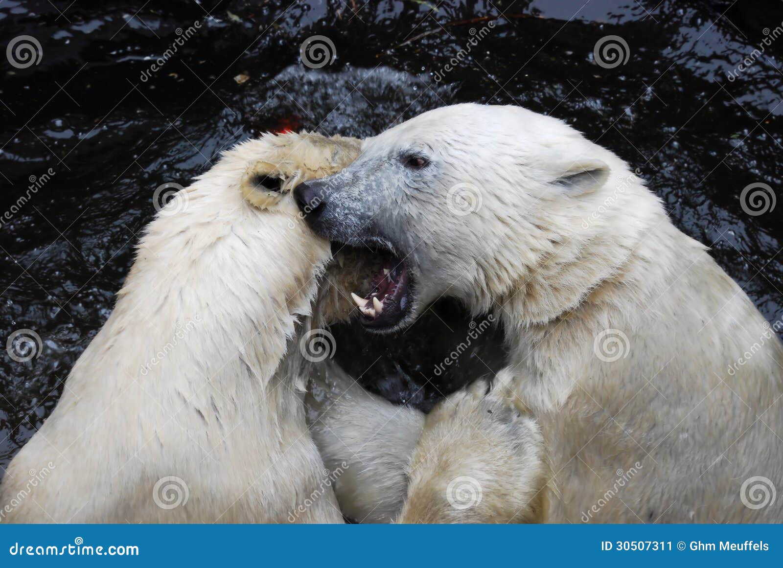 Due Orsi Polari Allegri in Uno Zoo Immagine Stock - Immagine di orsi ...