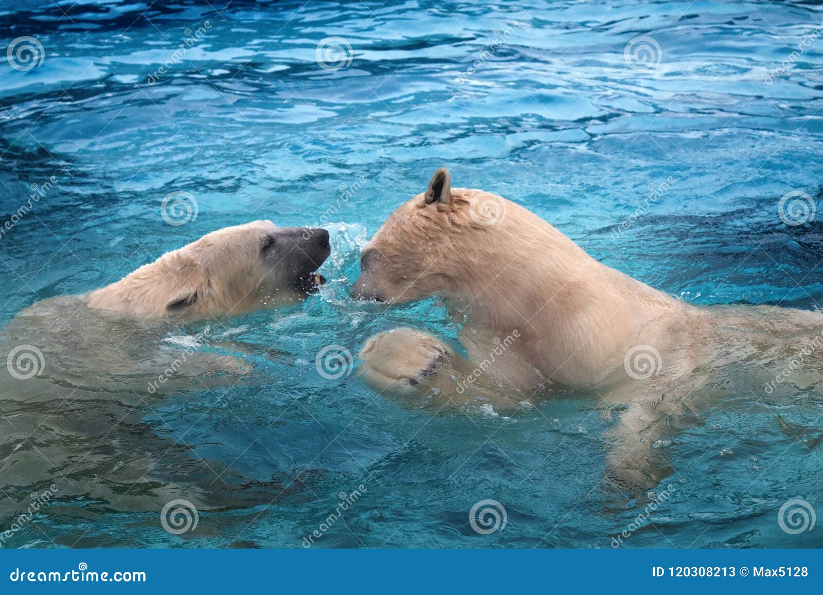 Due Orsi Polari Che Giocano in Acqua Immagine Stock - Immagine di ...