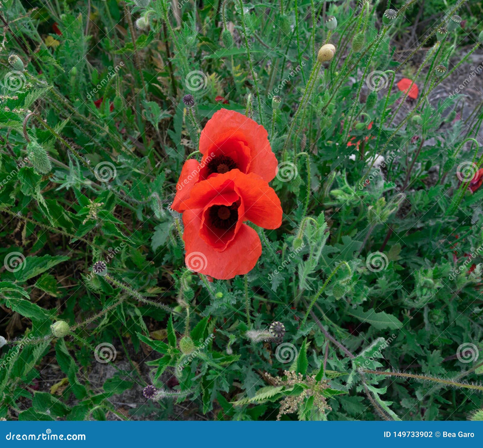 Due papaveri selvatici fotografia stock. Immagine di papavero - 149733902