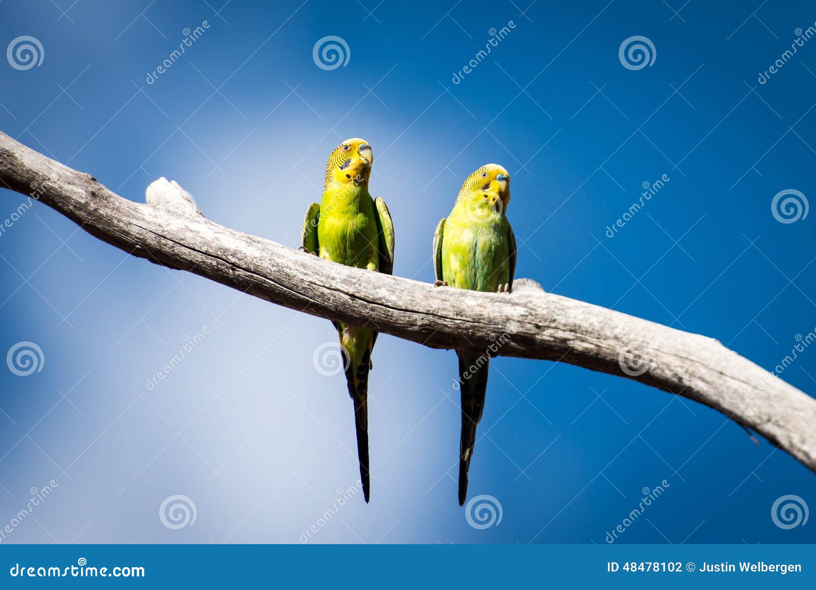 Due Pappagallini Ondulati Selvaggi in Australia Centrale Fotografia ...